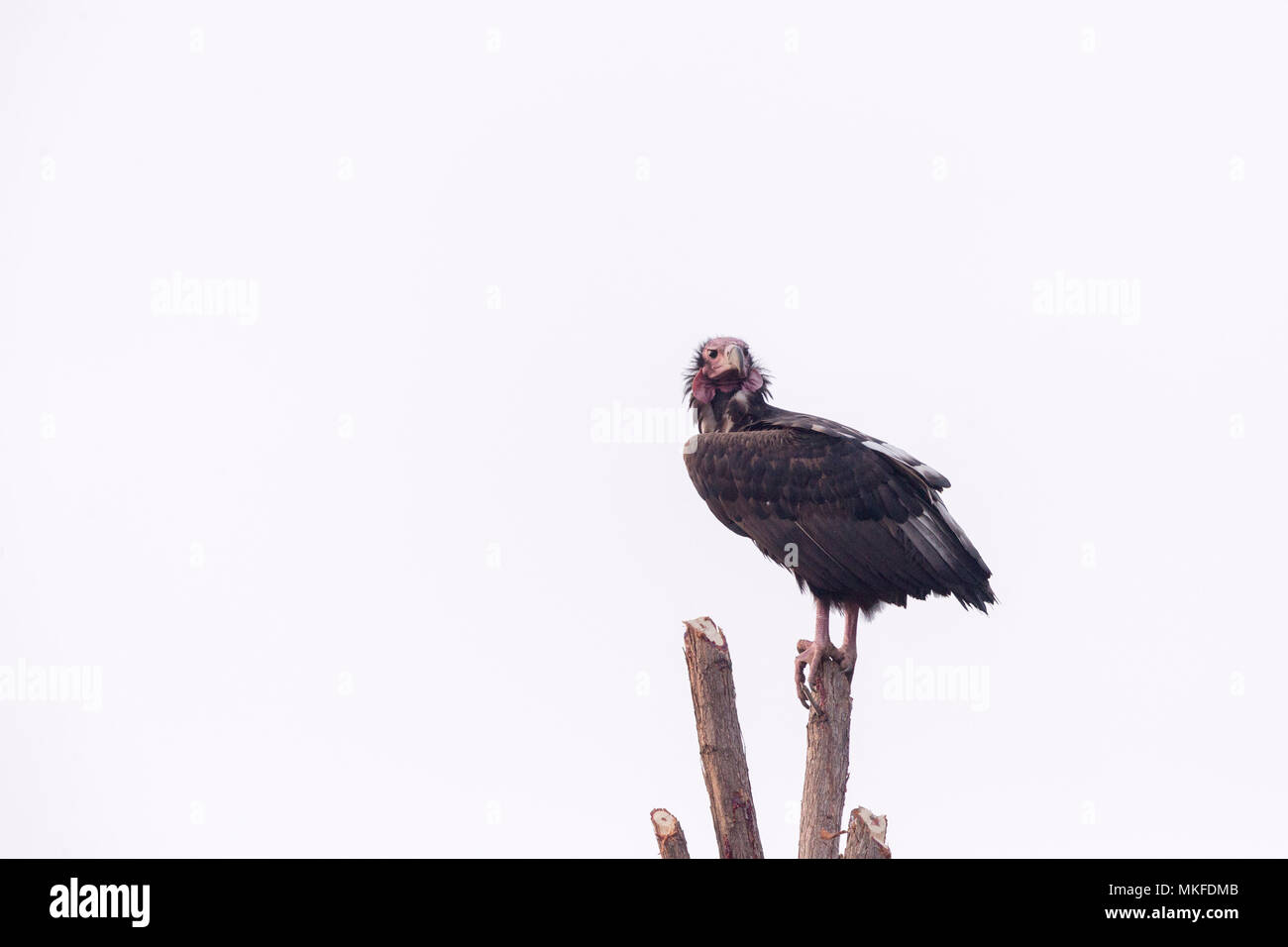 Red-Headed Vulture (Sarcogyps calvus), Ranthambore National Park ...
