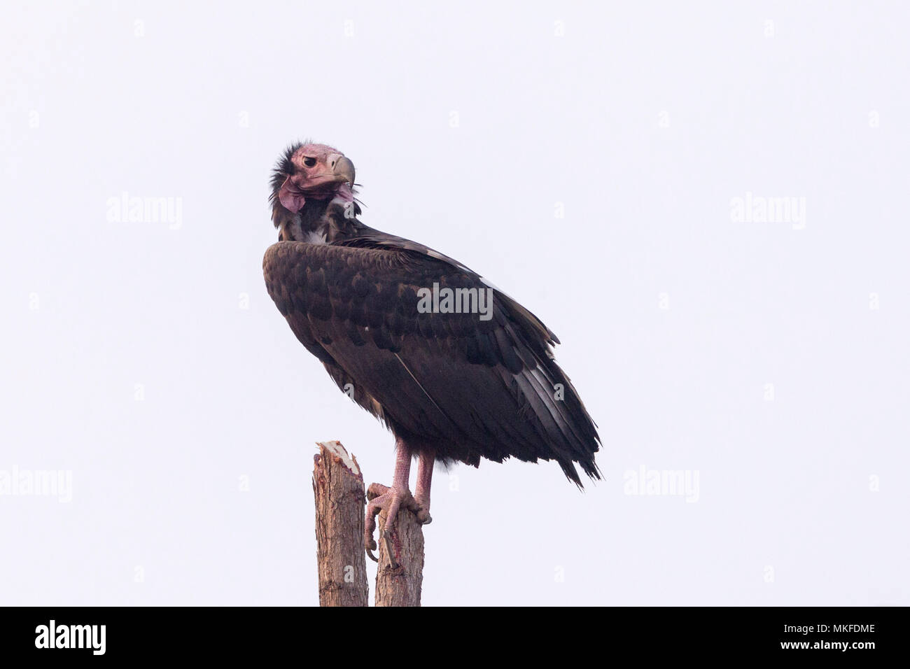 Red-Headed Vulture (Sarcogyps calvus), Ranthambore National Park ...