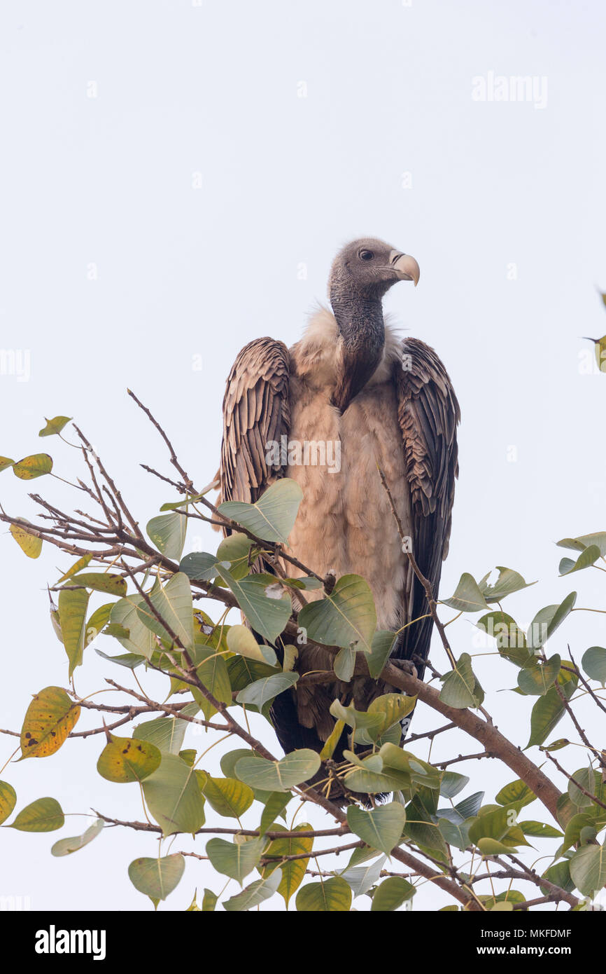 Long-billed Vulture or Indian Vulture (Gyps indicus) on a branch ...