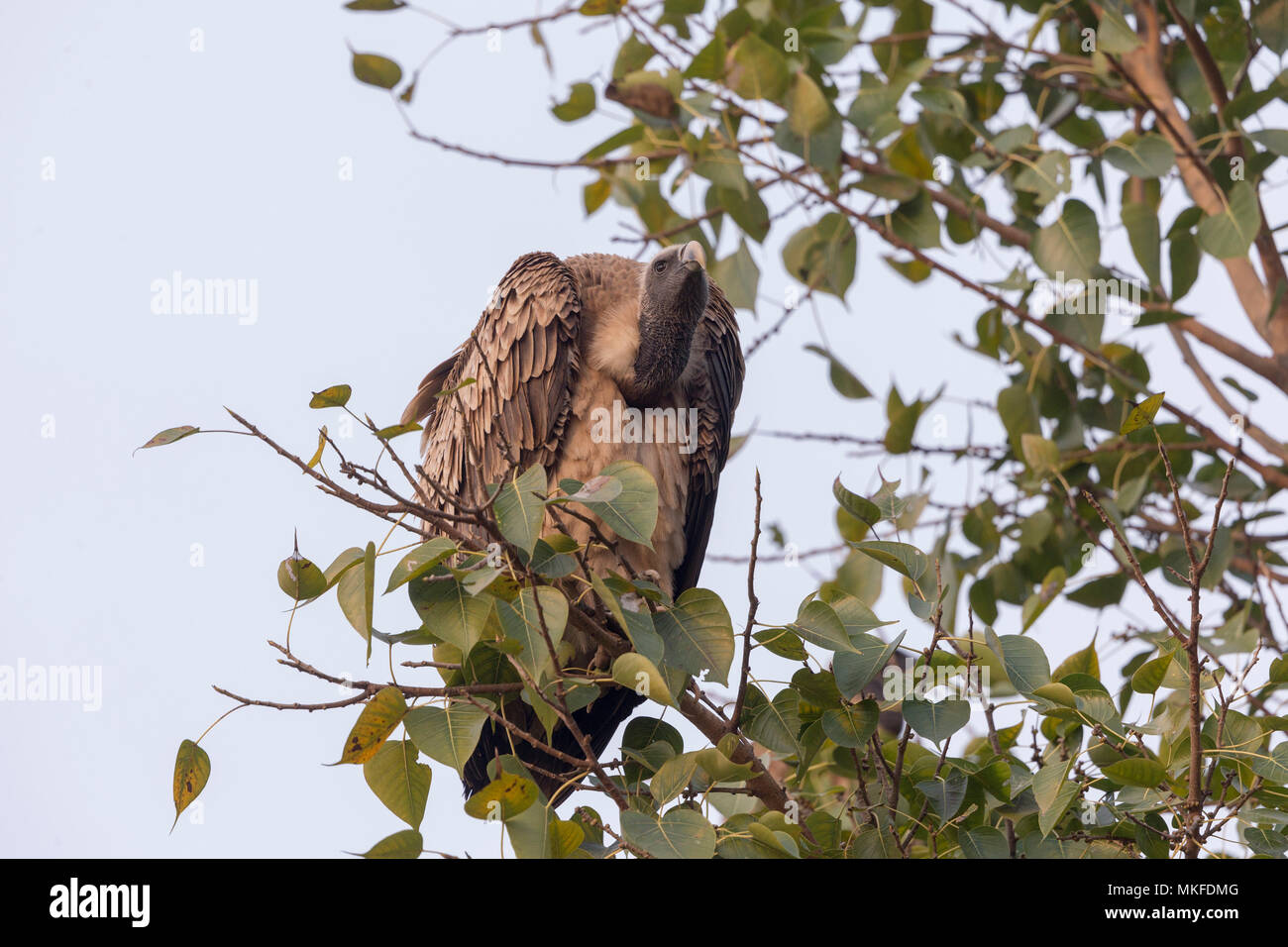 Indian vulture hi-res stock photography and images - Alamy