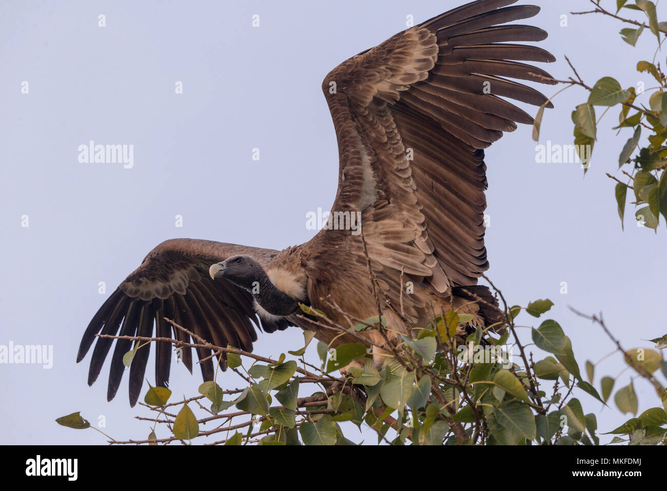 Long-billed Vulture or Indian Vulture (Gyps indicus) flying away ...