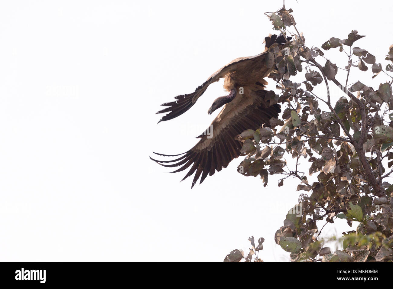 Long-billed Vulture or Indian Vulture (Gyps indicus) flying away ...