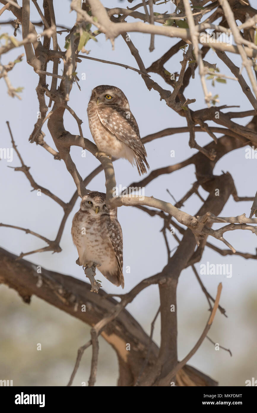 Indian spotted owlet hi-res stock photography and images - Alamy