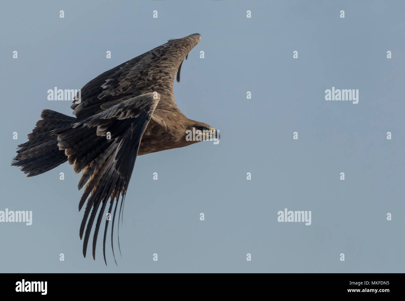 Steppe eagle (Aquila nipalensis), in flight, Bikaner, Rajasthan, India ...