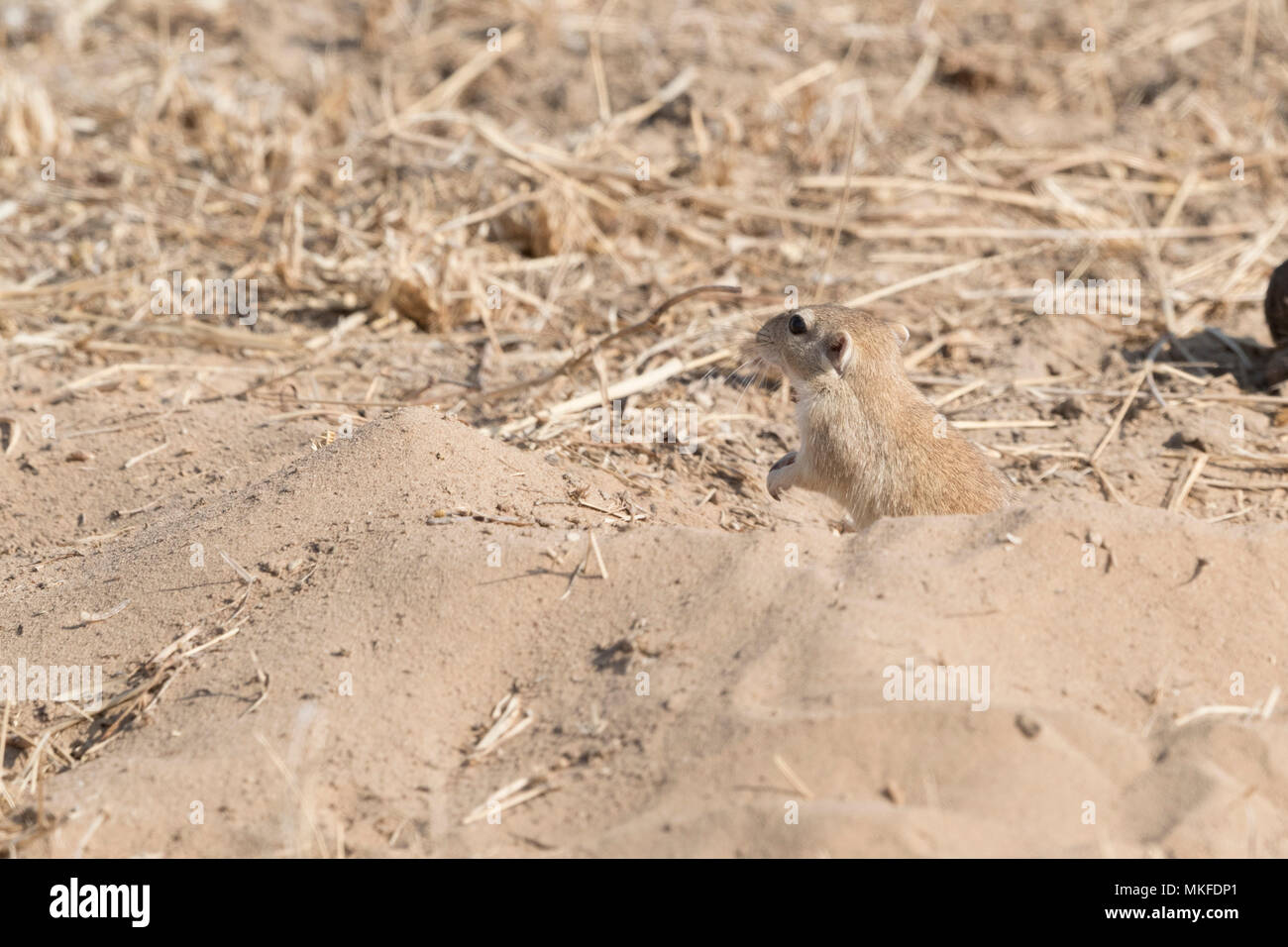 Indian desert jird meriones hurrianae hi-res stock photography and ...