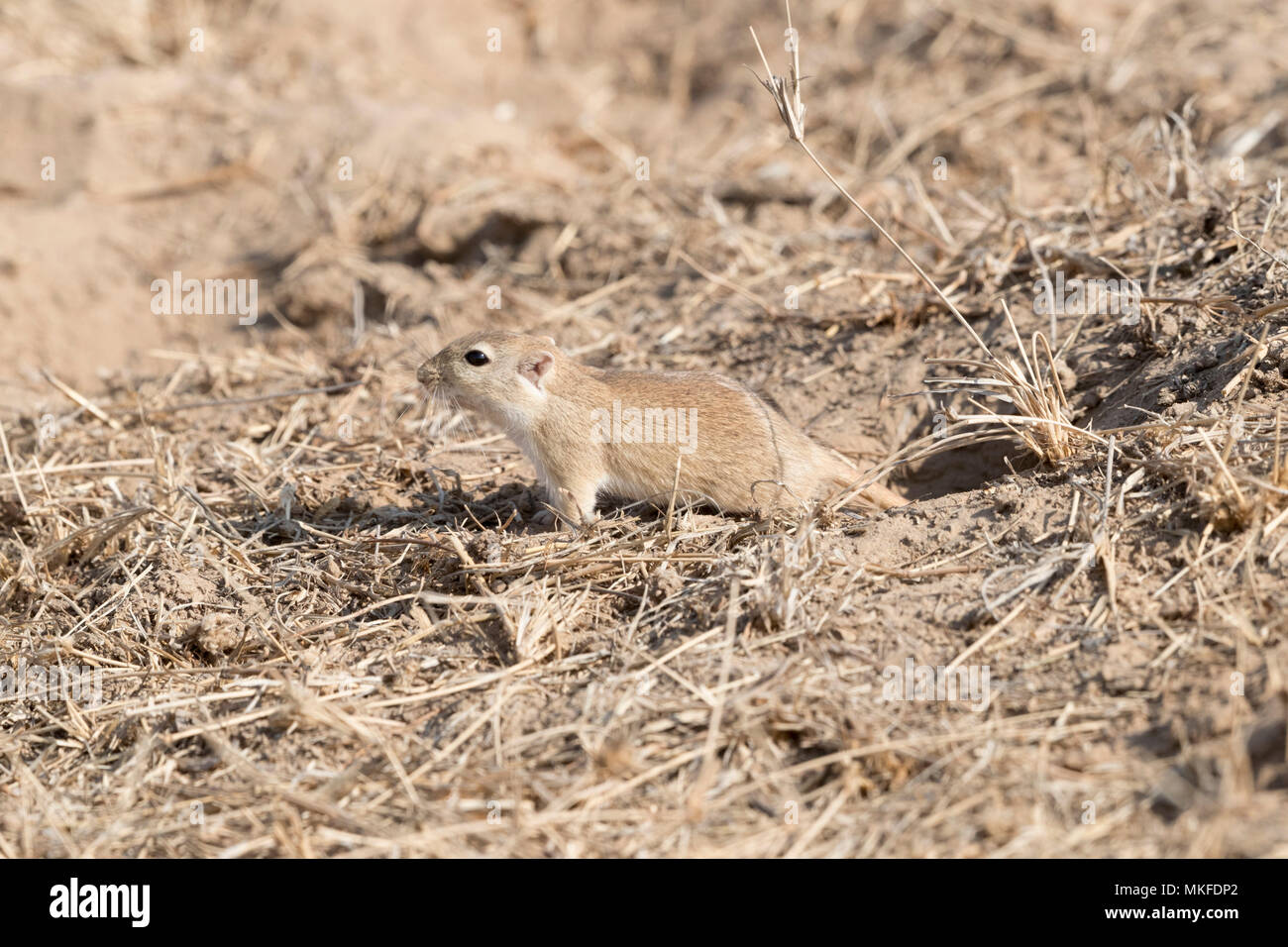 Indian desert jird or Indian desert gerbil (Meriones hurrianae) at ...