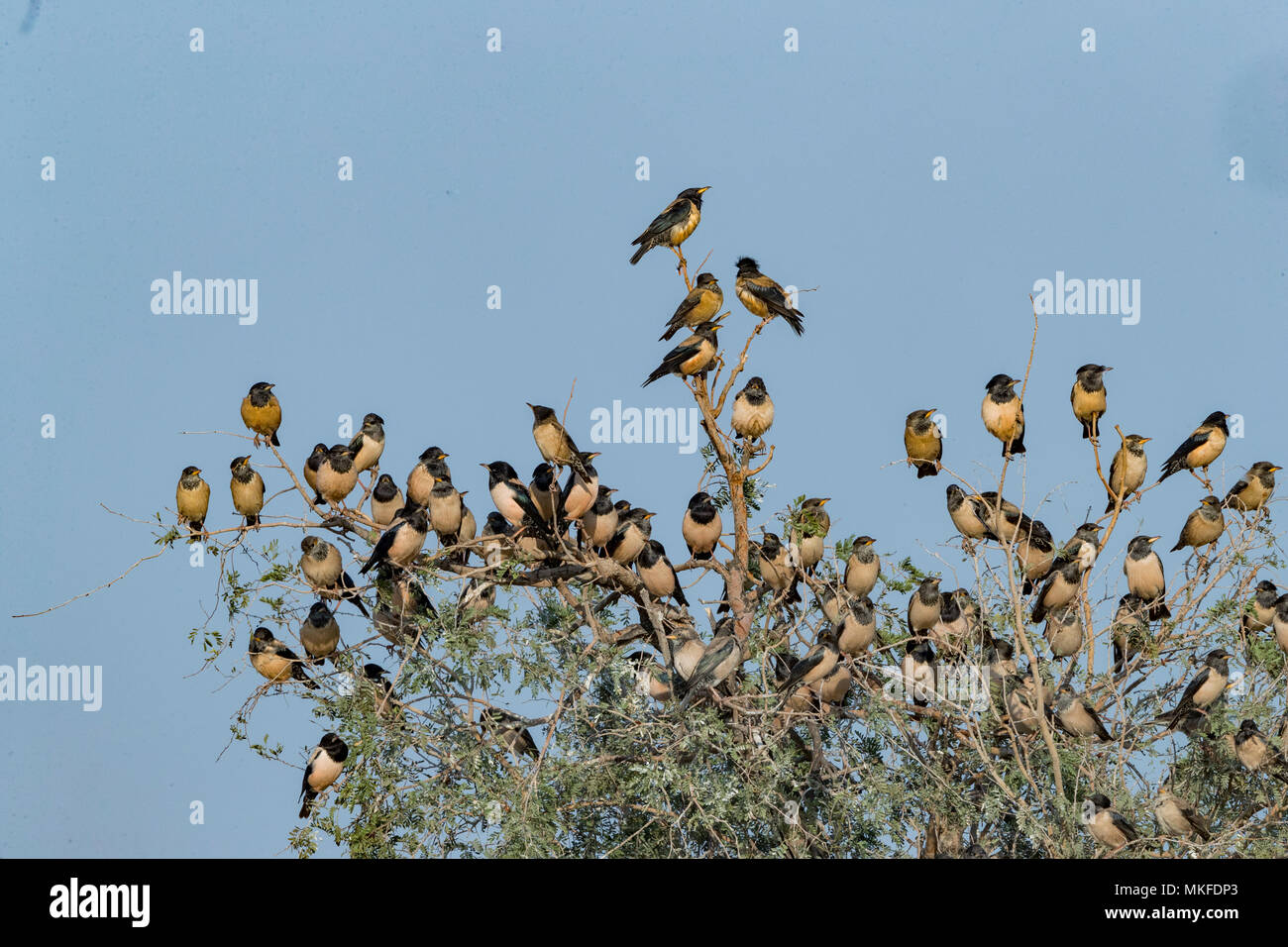 Rosy starling (Pastor roseus), group on a tree, Bikaner, Rajasthan ...