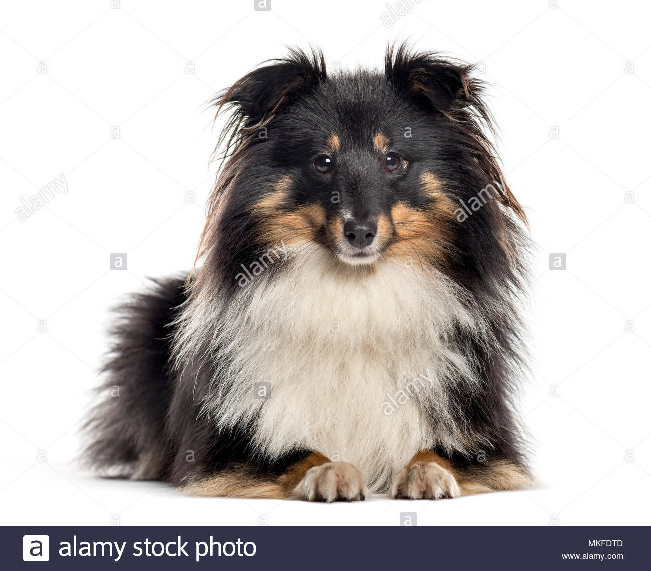 Dog Shetland Sheepdog Sheltie Adult Stock Photos & Dog Shetland ...