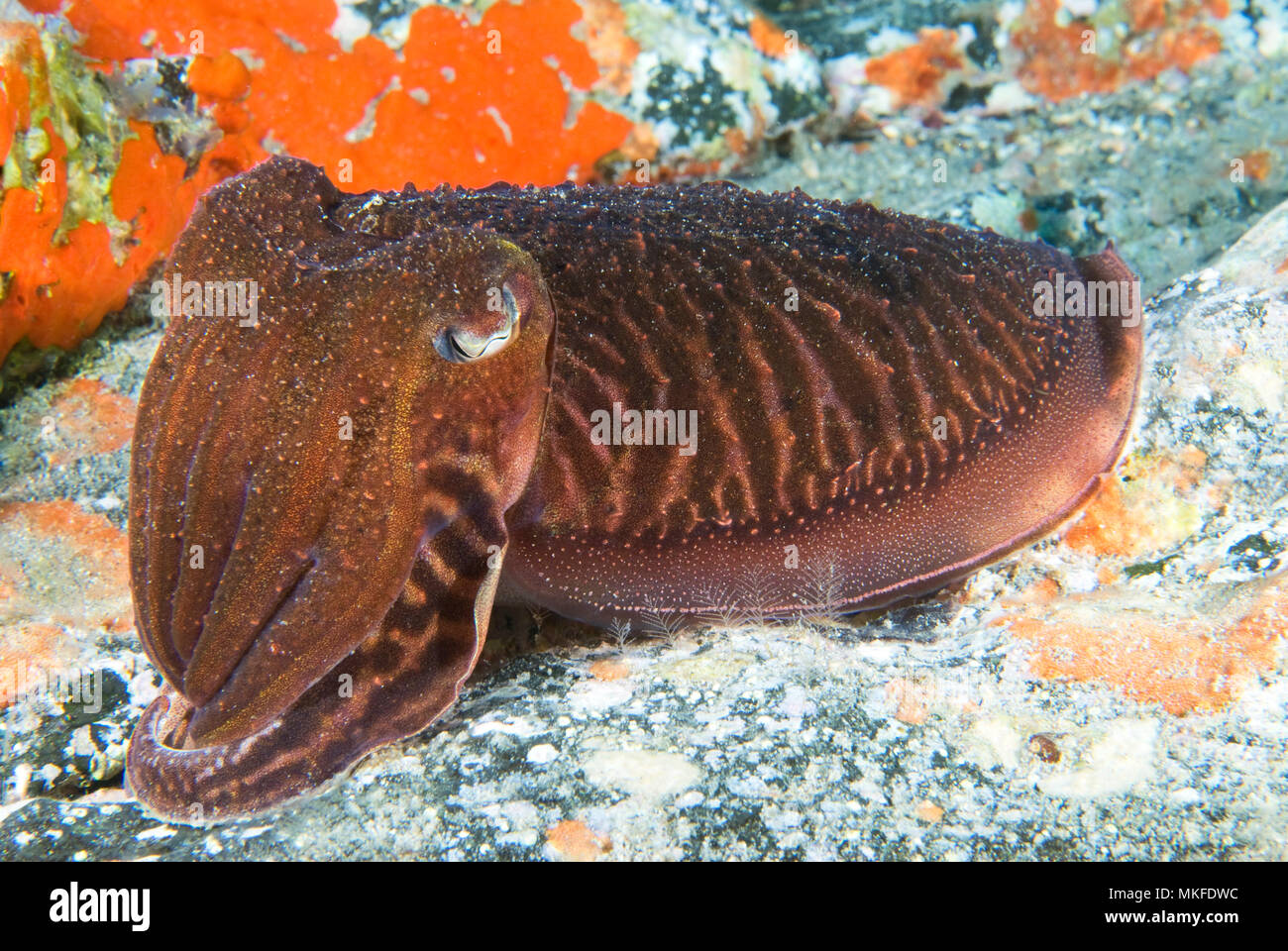 Coleoid coleoidea sp hi-res stock photography and images - Alamy