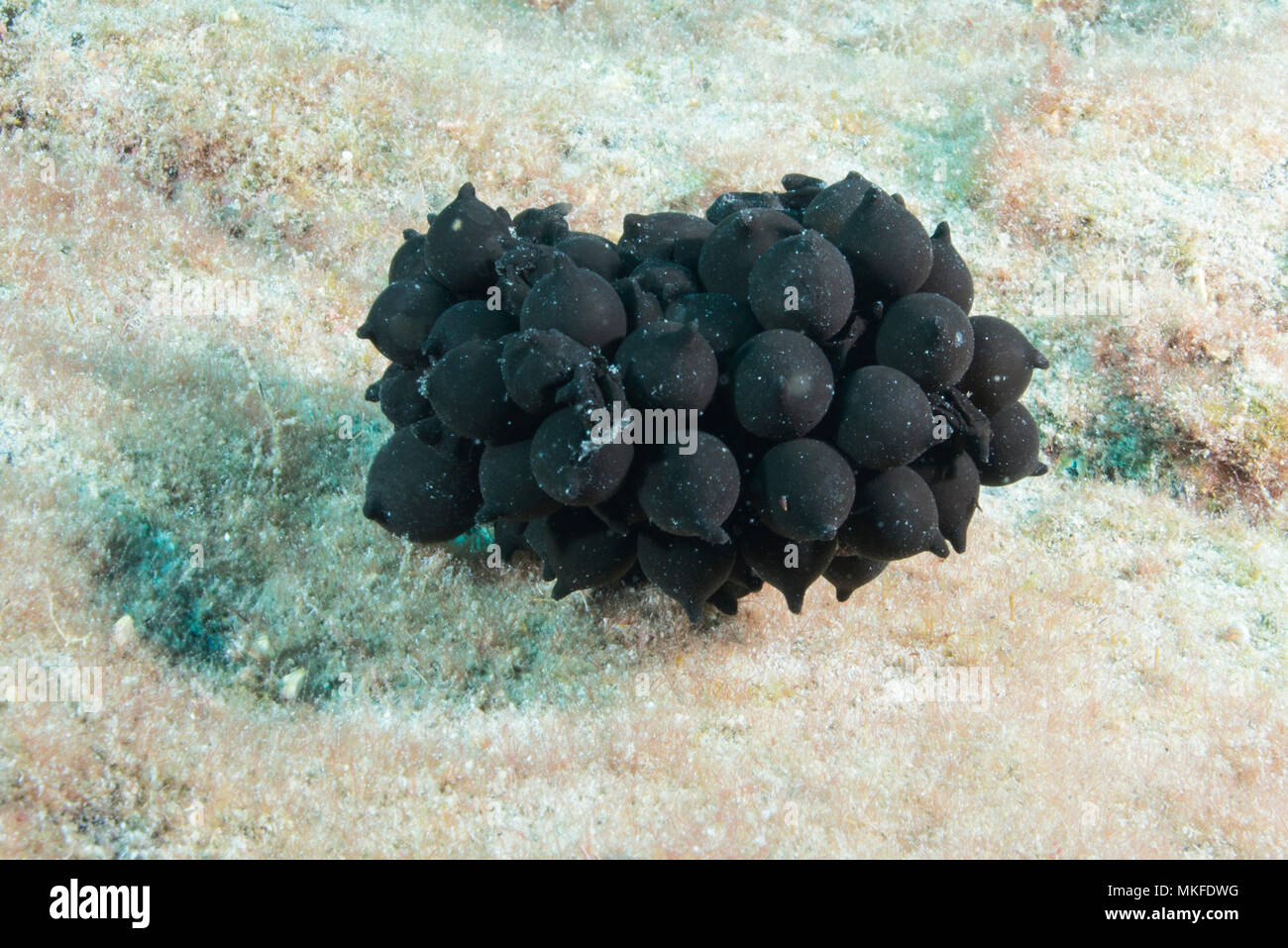 Cuttlefish (Sepia officinalis) eggs, Tenerife, Canary Islands Stock ...