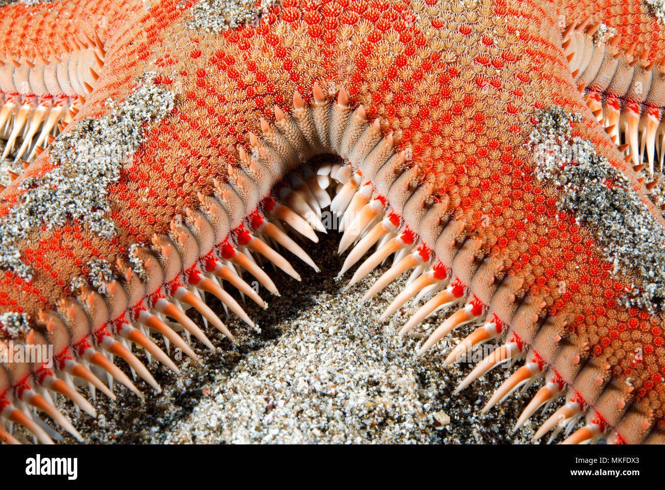 Red comb star (Astropecten aranciacus)Tenerife, Canary Islands Stock ...