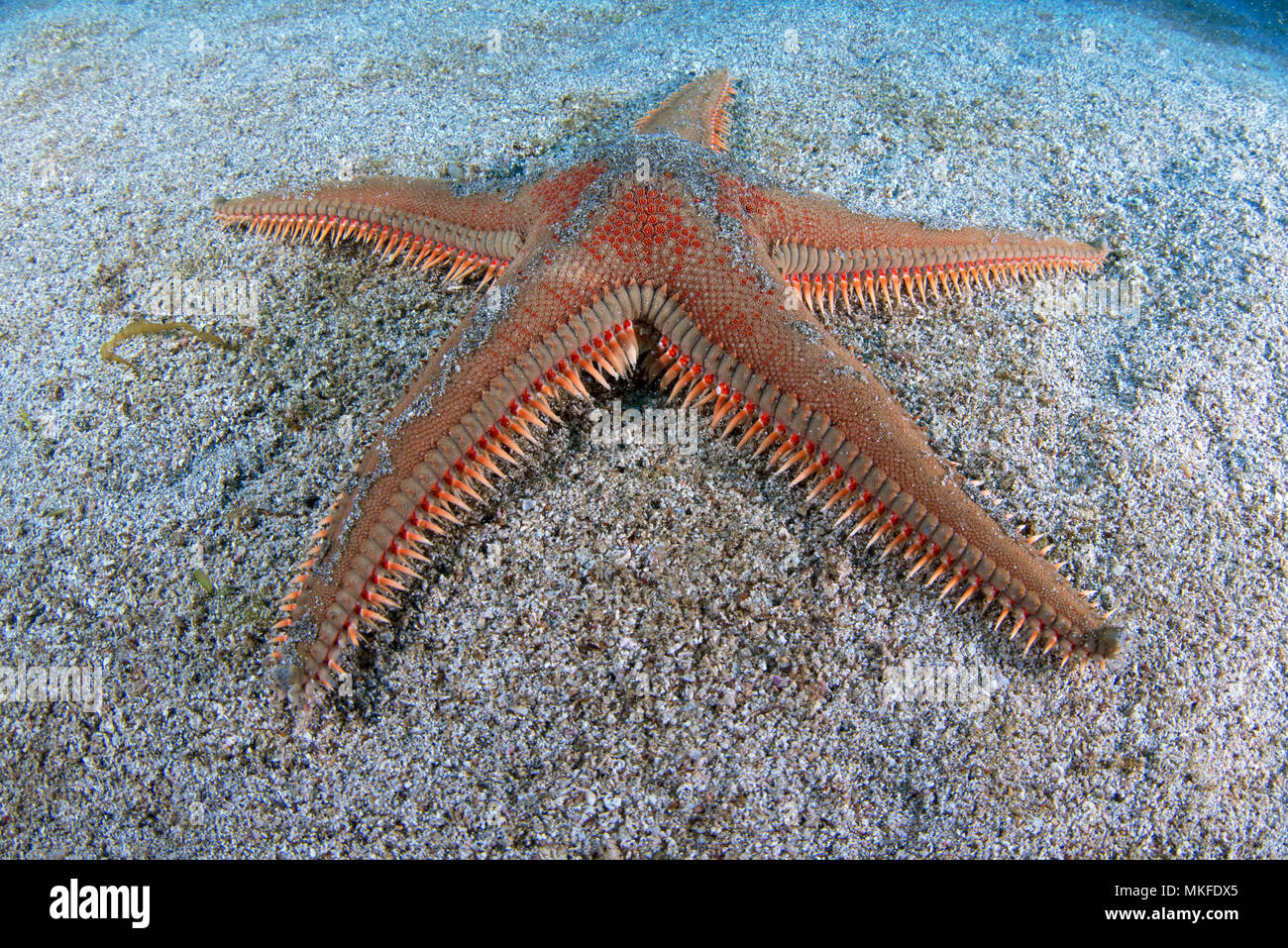 Red comb star (Astropecten aranciacus)Tenerife, Canary Islands Stock ...