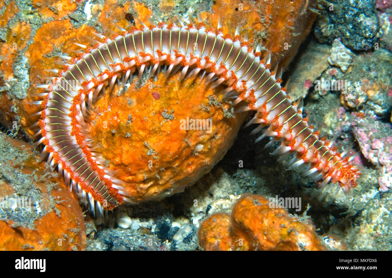 Fire worm (Hermodice carunculata) Tenerife, Canary Islands Stock Photo ...