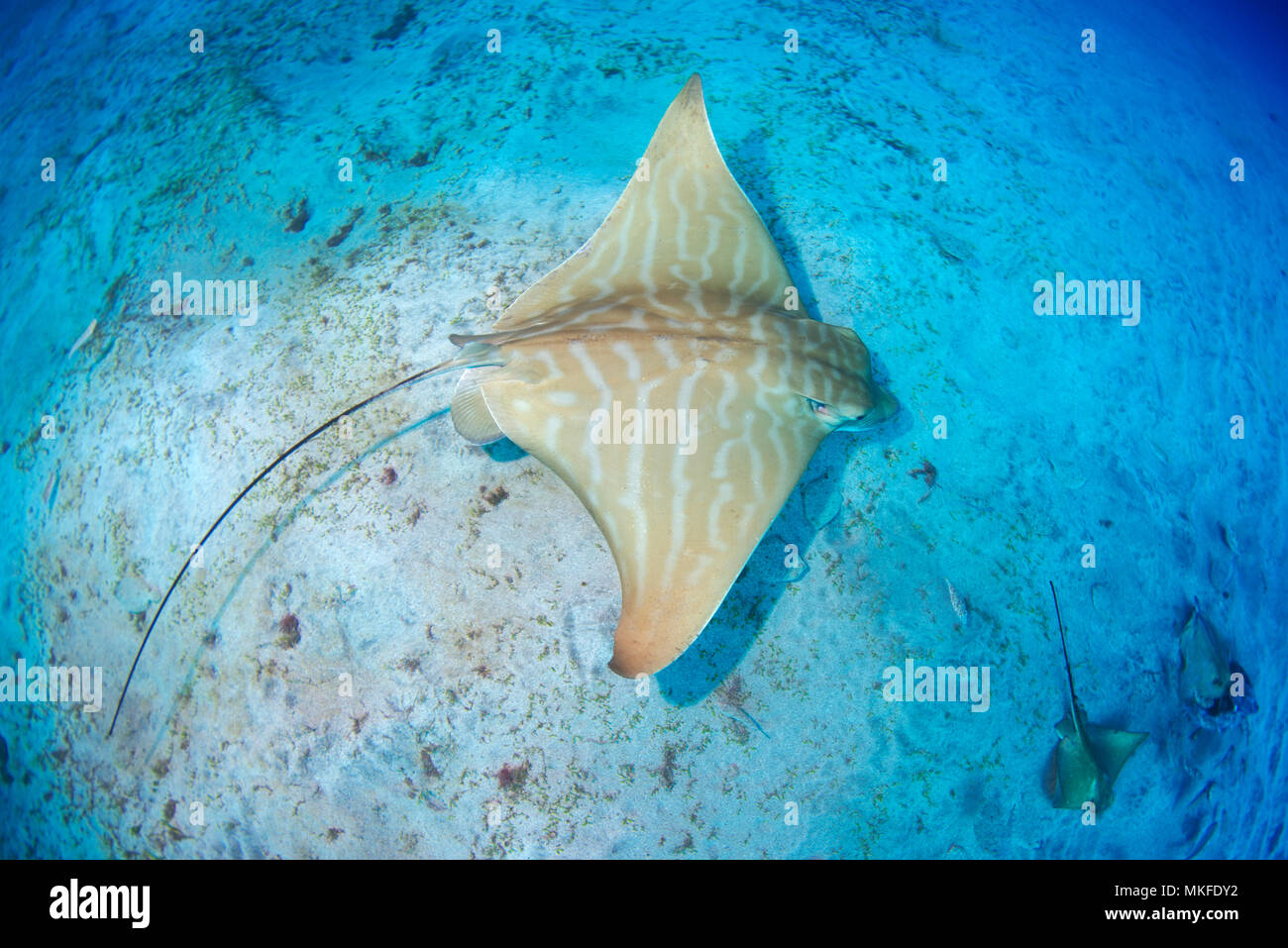 Duckbill Stock Photos & Duckbill Stock Images - Alamy