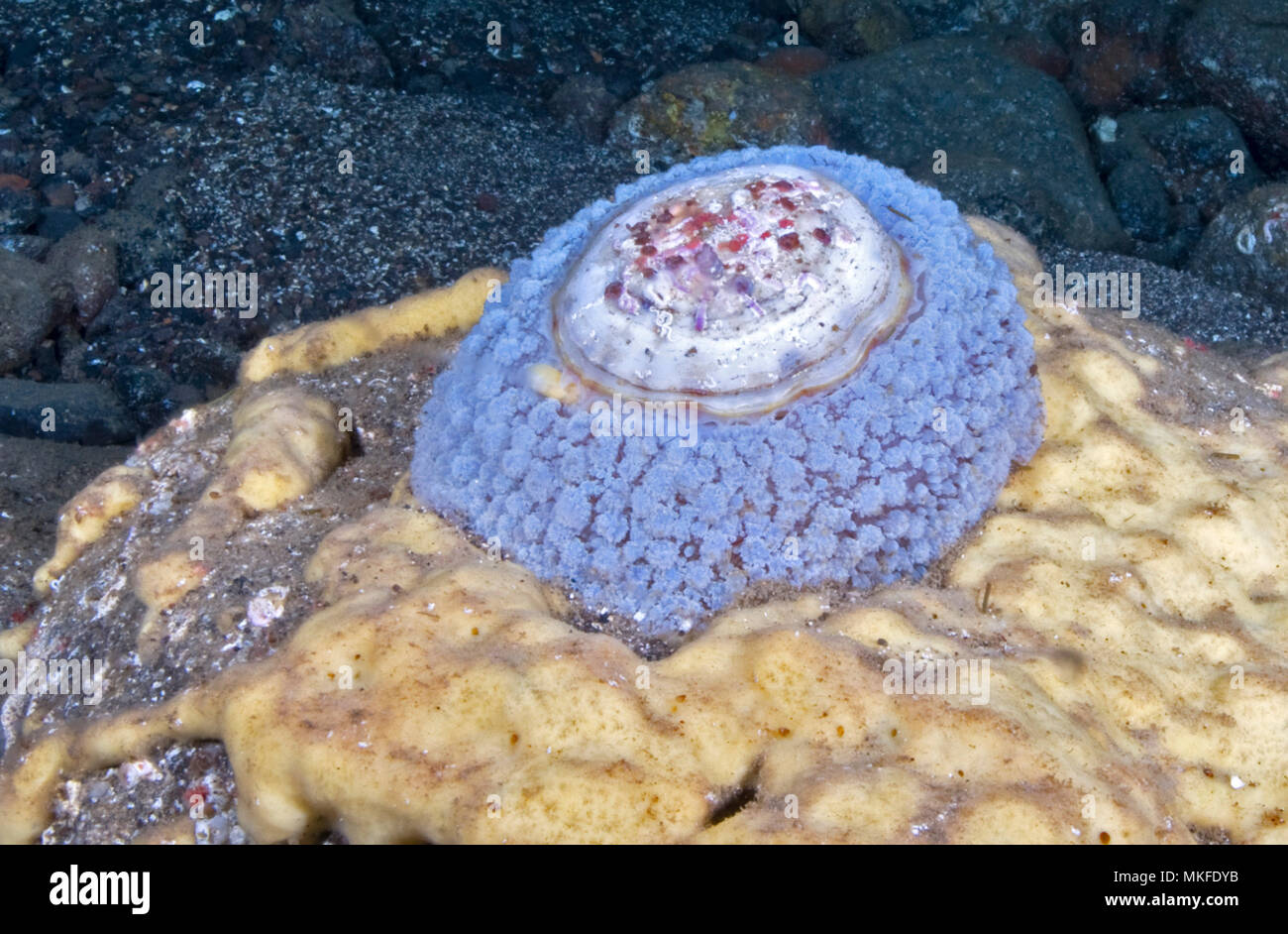 Umbrella slug (Umbraculum umbraculum) on bottom, Tenerife, Canary ...