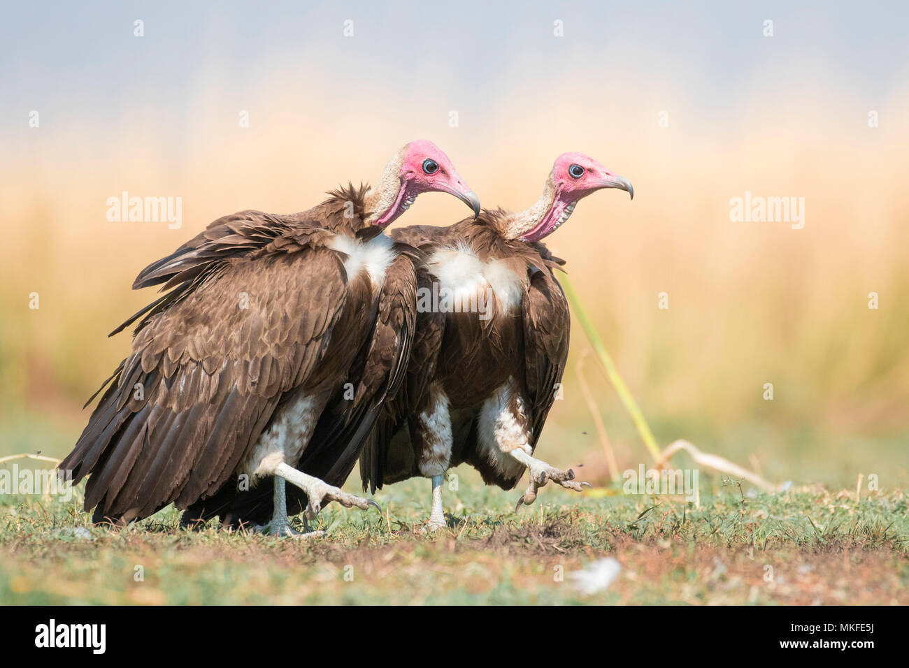 Hooded Vultures (Necrosyrtes monachus) couple patrolling the ground ...