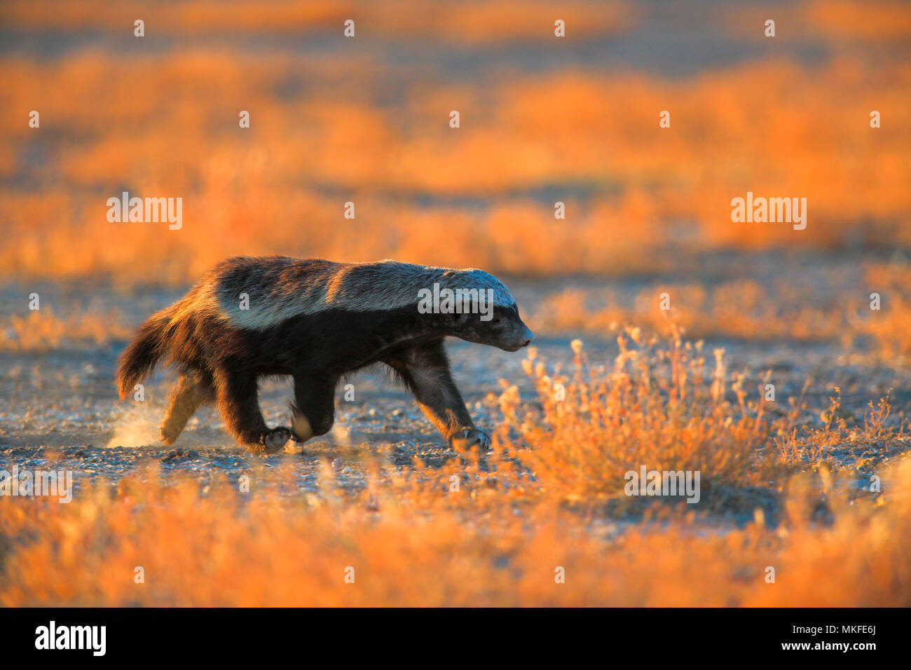 Striped weasel africa hi-res stock photography and images - Alamy