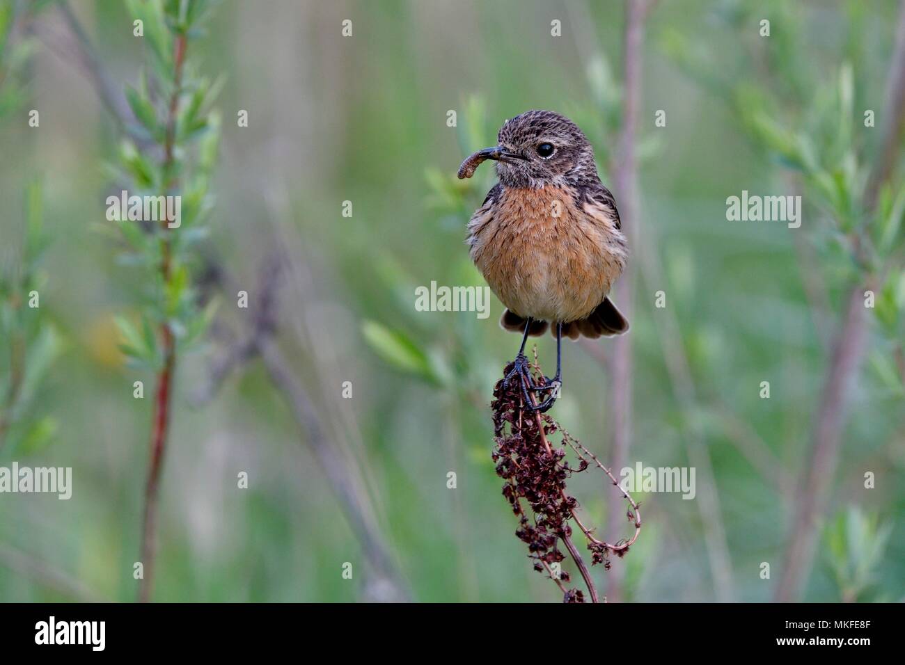 Siberian stonechats hi-res stock photography and images - Alamy