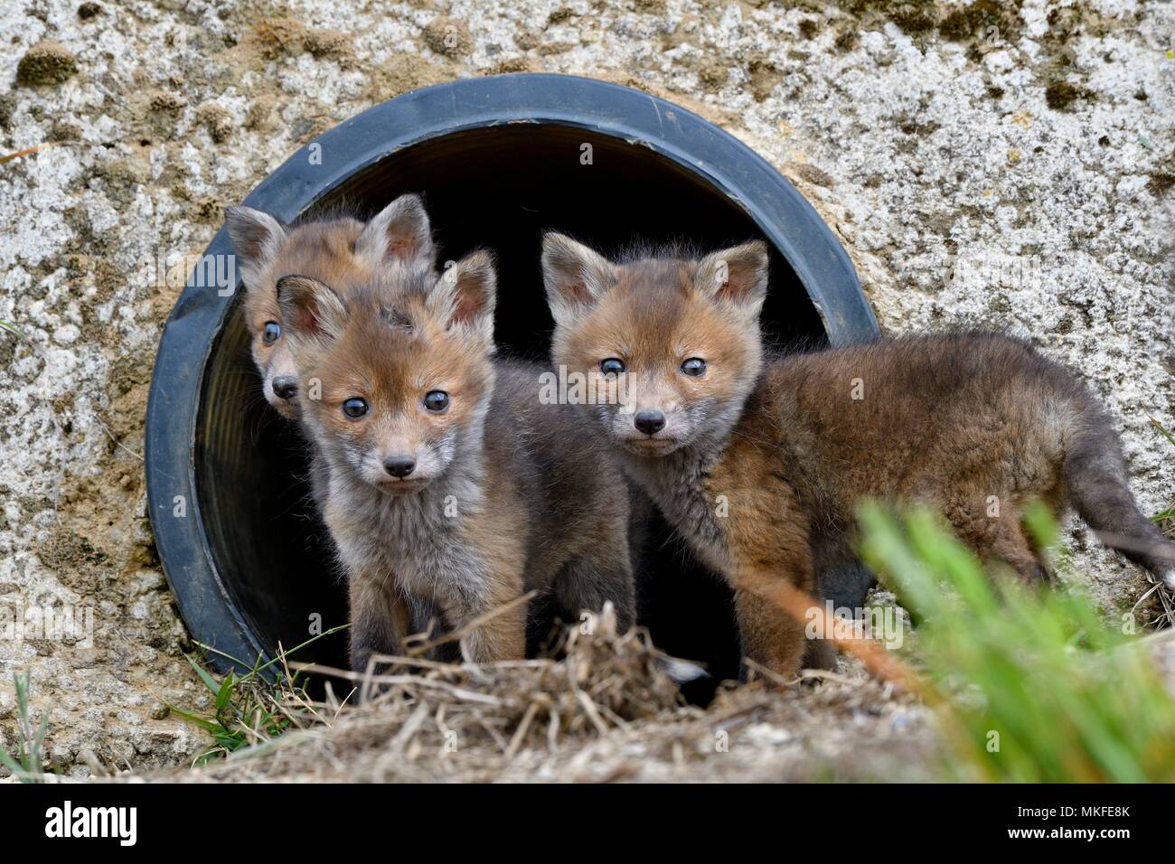 Red fox (Vulpes vulpes) youngs in a rainwater pipe collector, Doubs ...