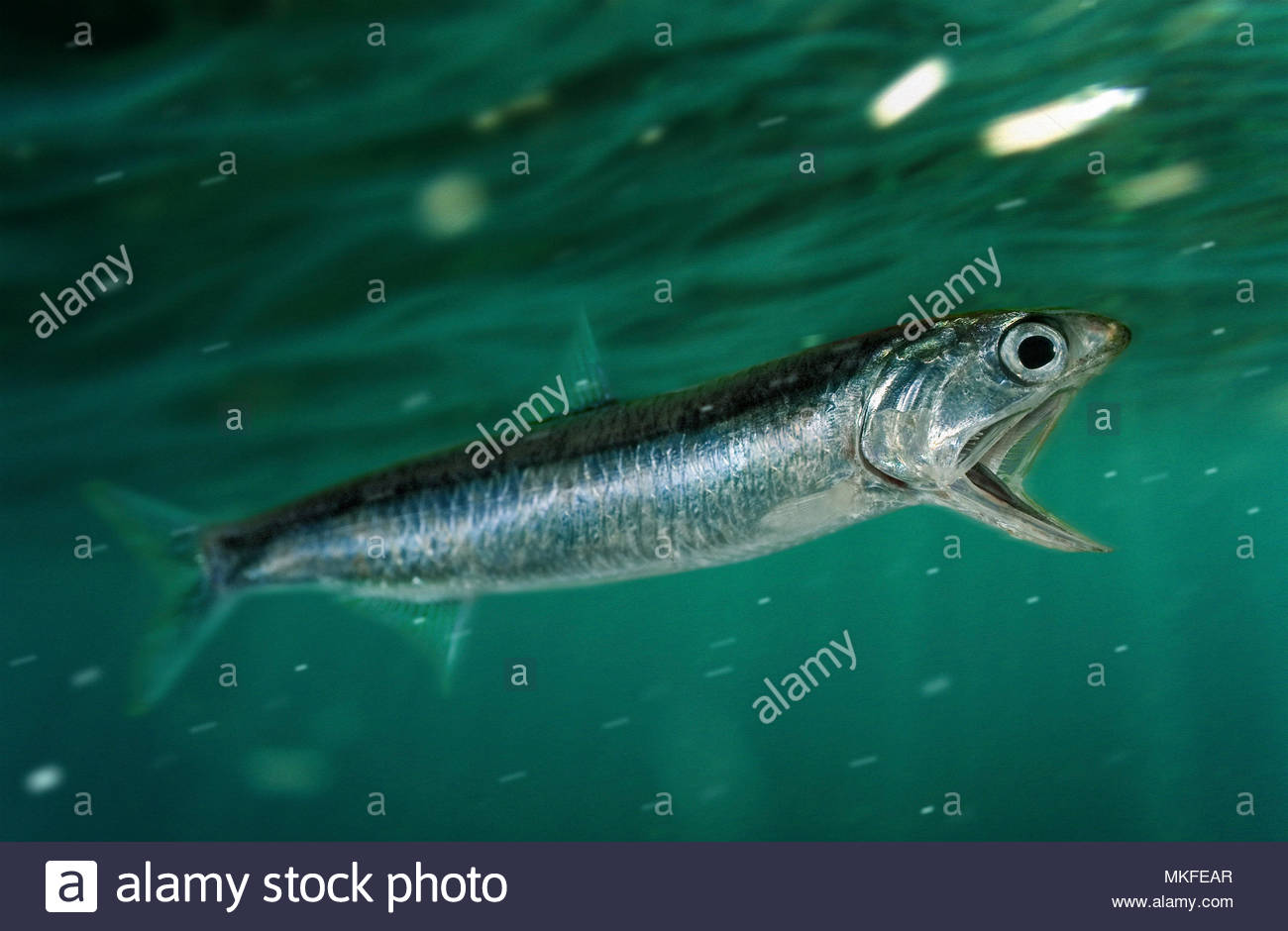 Engraulis Encrasicolus Stock Photos & Engraulis Encrasicolus Stock ...