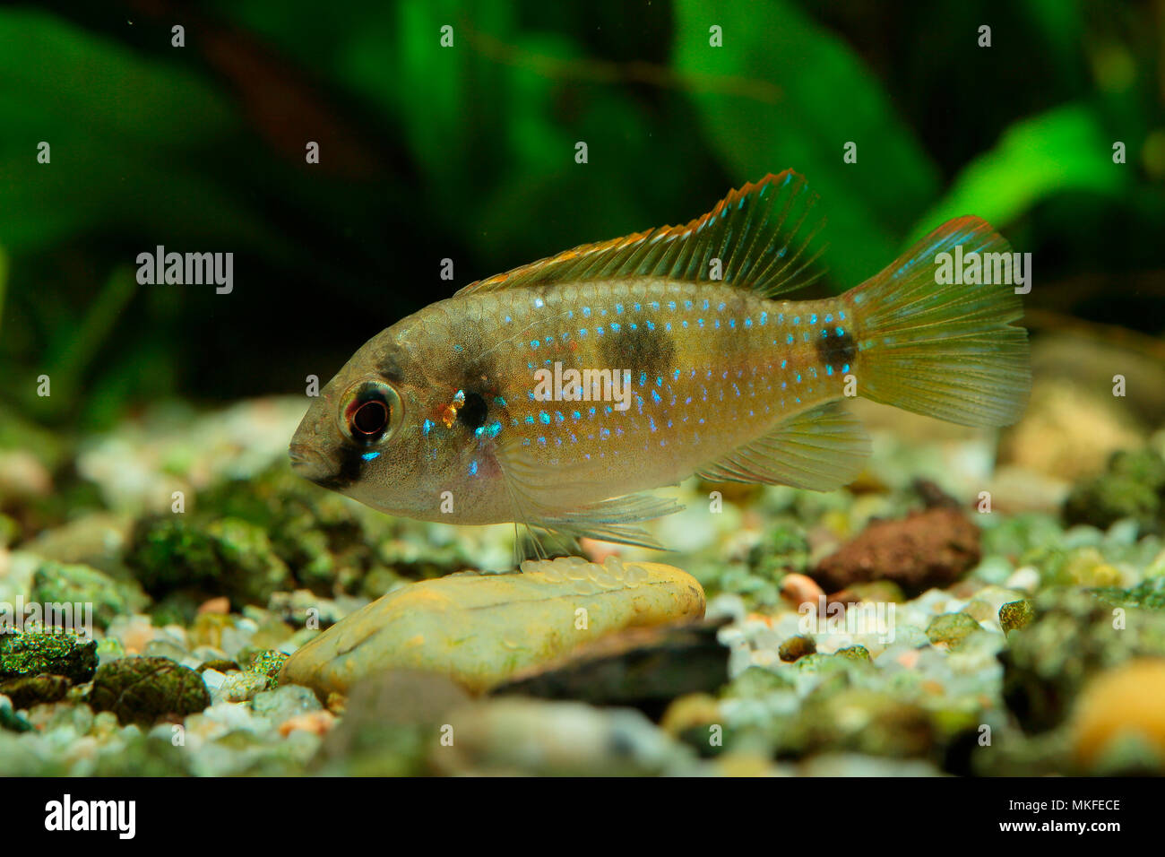 African butterfly cichlid (Anomalochromis thomasi) male guarding eggs ...