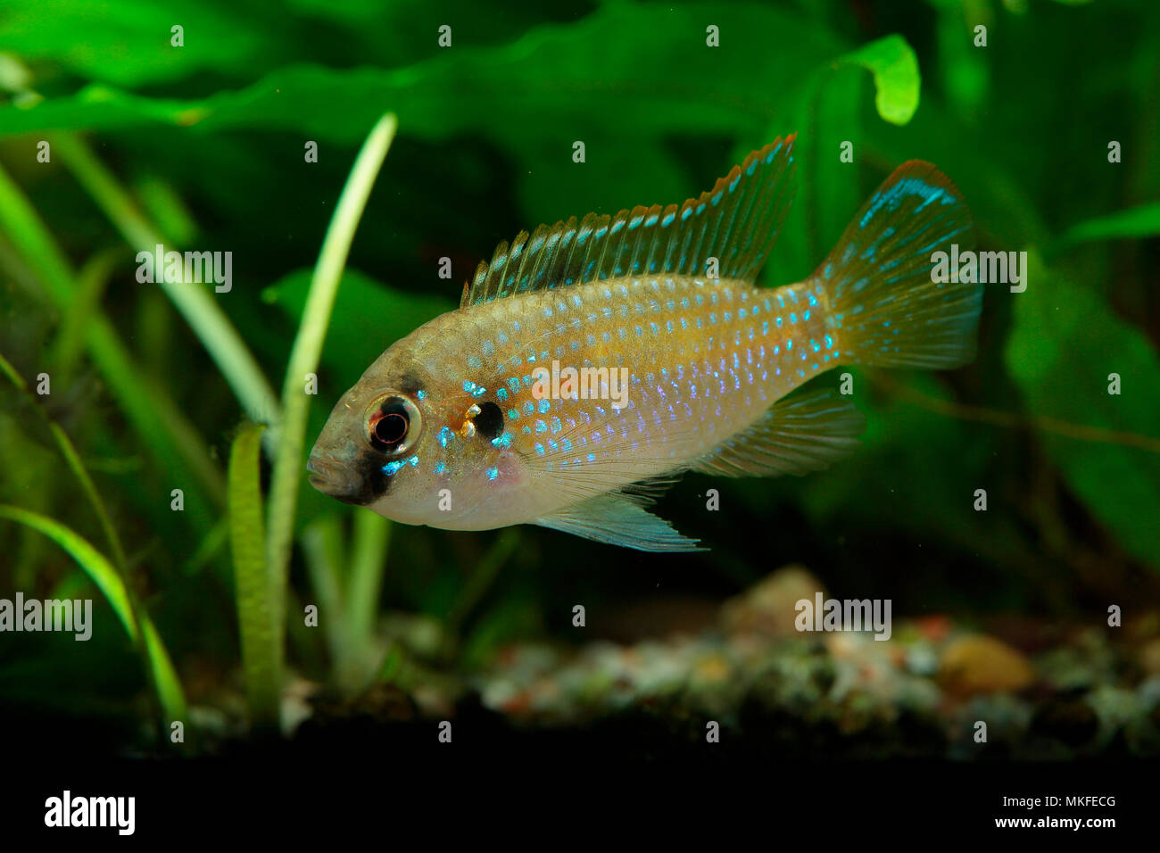 African butterfly cichlid (Anomalochromis thomasi) male in aquarium ...
