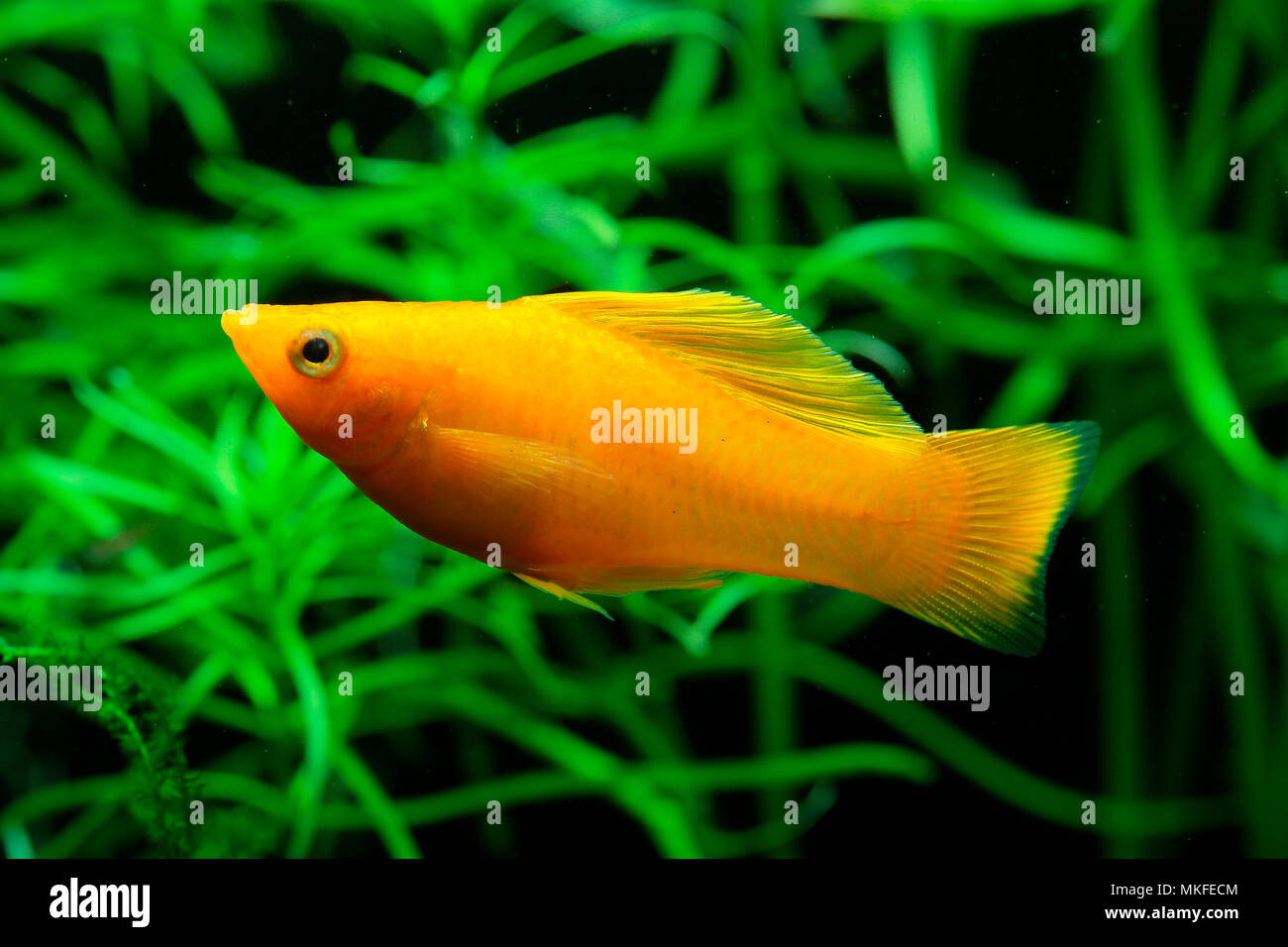 Molly 'Saffron' male Stock Photo - Alamy