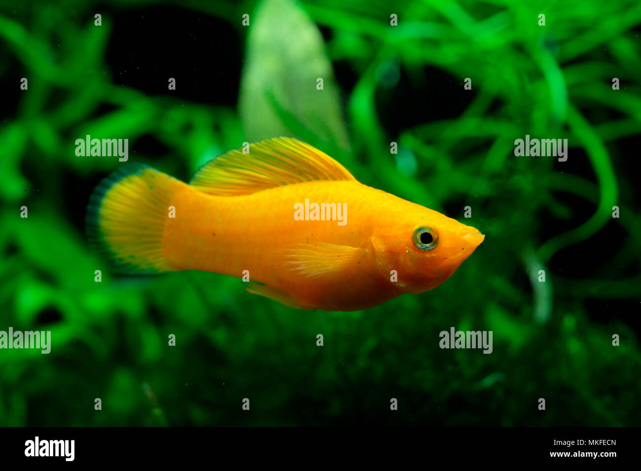 Molly 'Saffron' male Stock Photo - Alamy