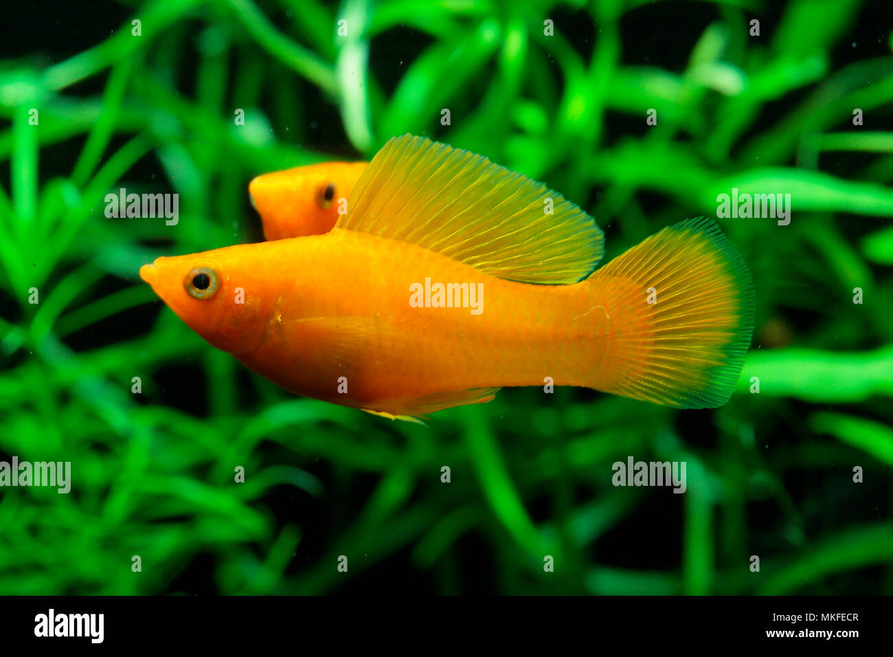 Molly 'Saffron' male displaying in aquarium Stock Photo - Alamy