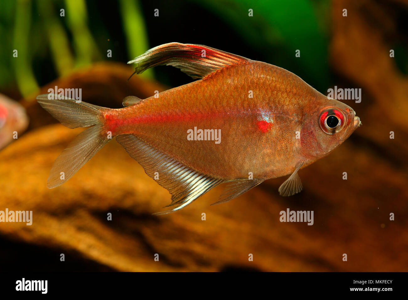 Bleeding Heart Tetra