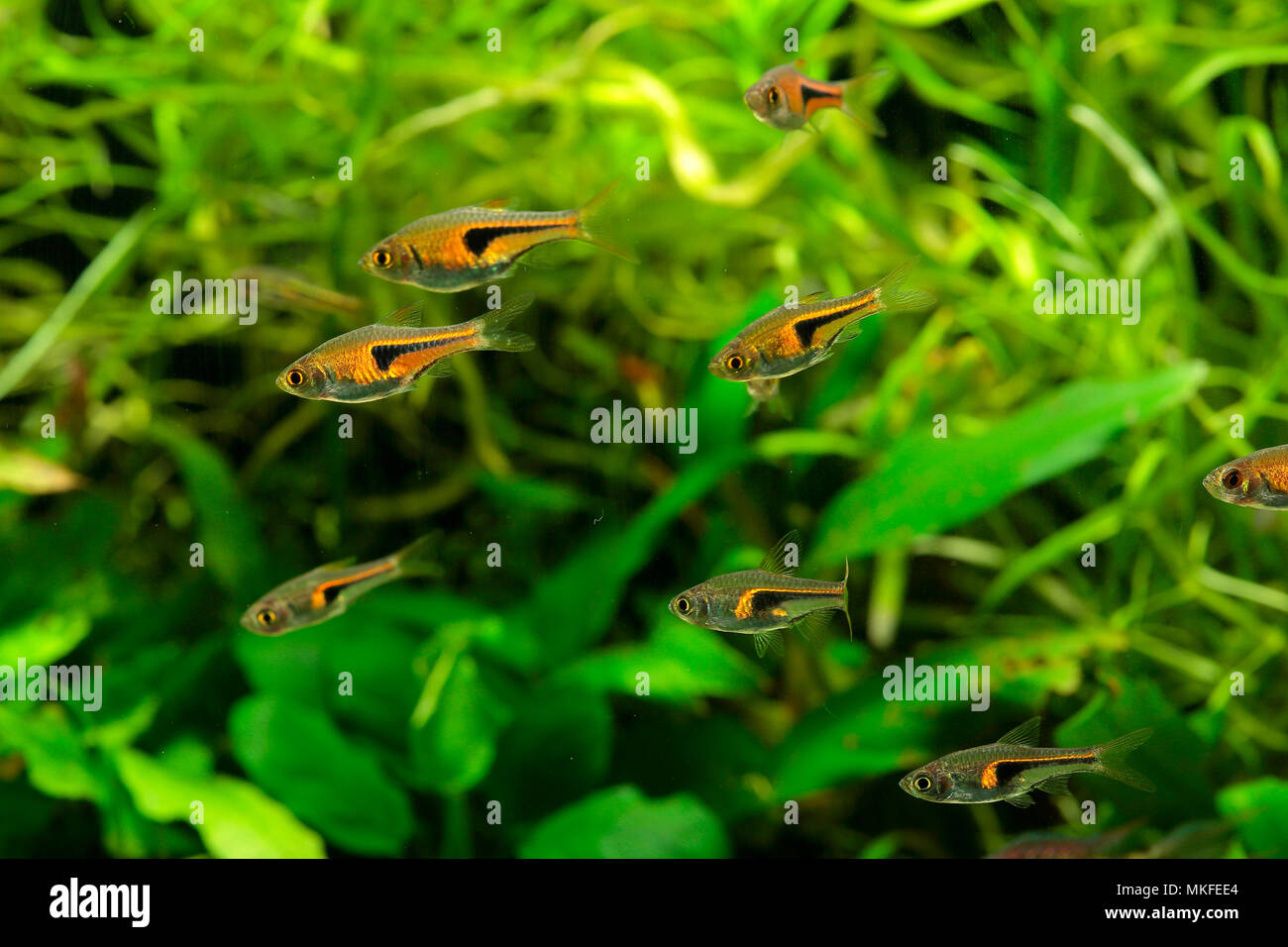 Glowlight rasbora trigonostigma hengeli hi-res stock photography and ...