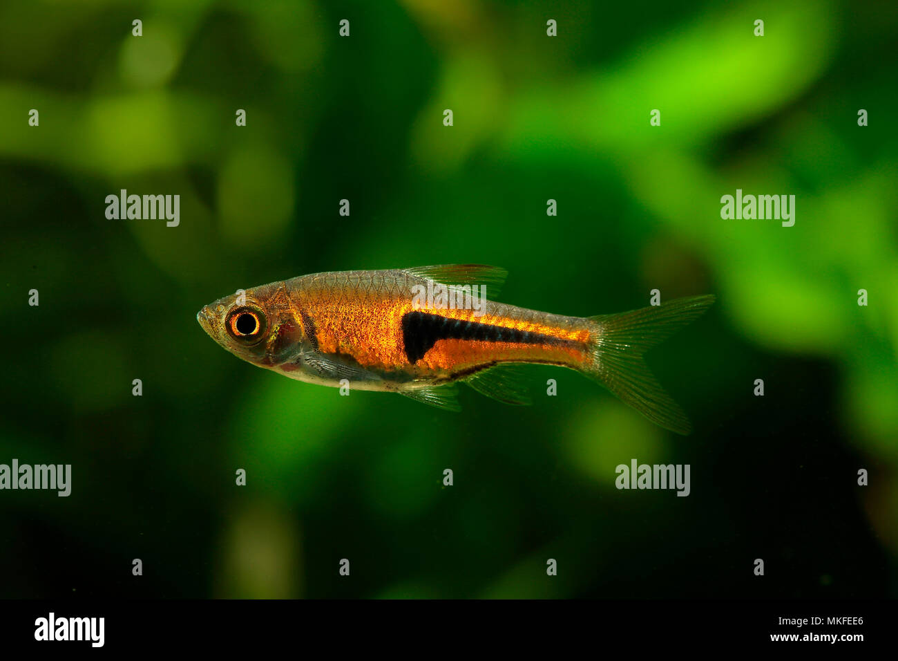 Lambchop rasbora (Trigonostigma espei Stock Photo - Alamy