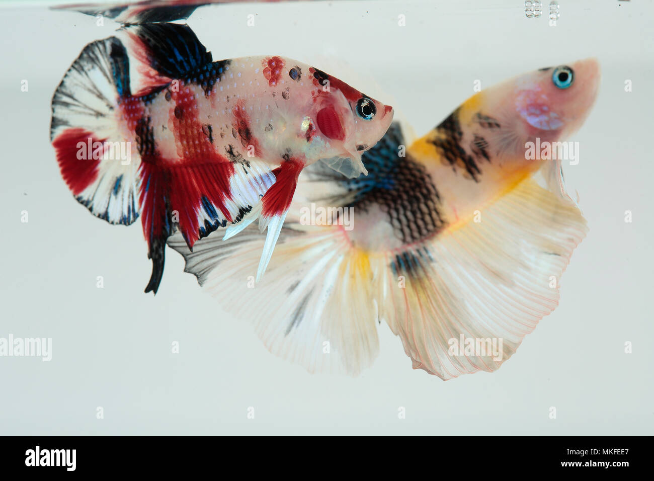 Betta 'Half Moon Koi', two males fighting Stock Photo - Alamy