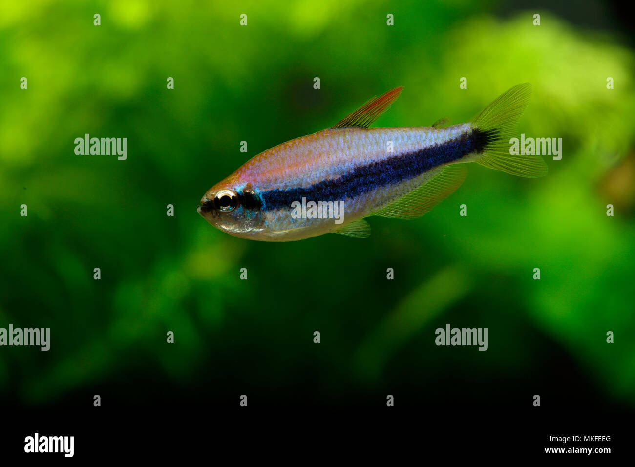 Royal tetra (Inpaichthys kerri) male Stock Photo - Alamy