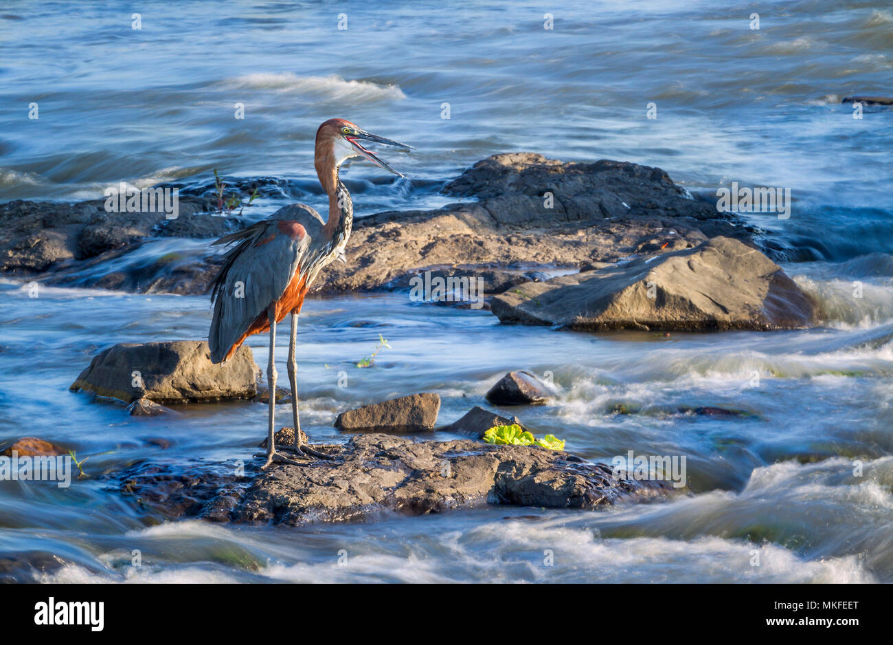 Goliath heron (Ardea goliath) in Kruger National park, South Africa ...