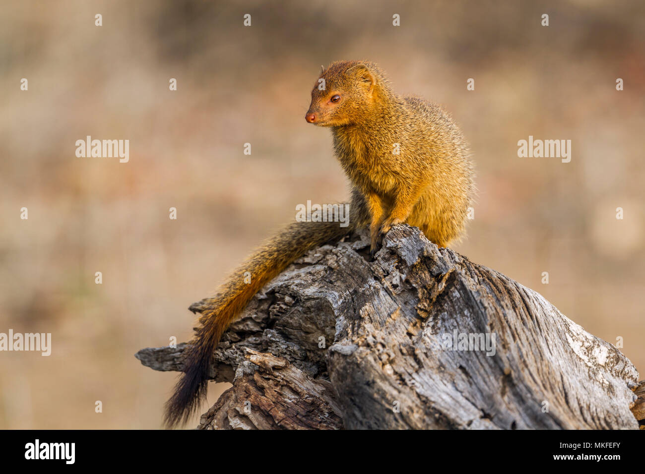 Slender mongoose (Galerella sanguinea) in Kruger National park, South ...