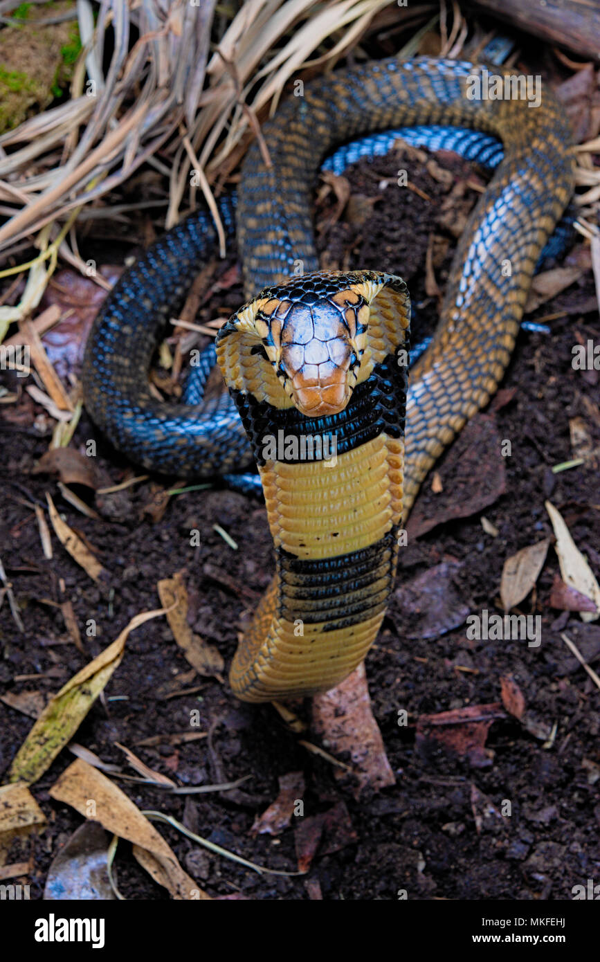 Forest cobra (Naja melanoleuca) on alert, Africa Stock Photo - Alamy
