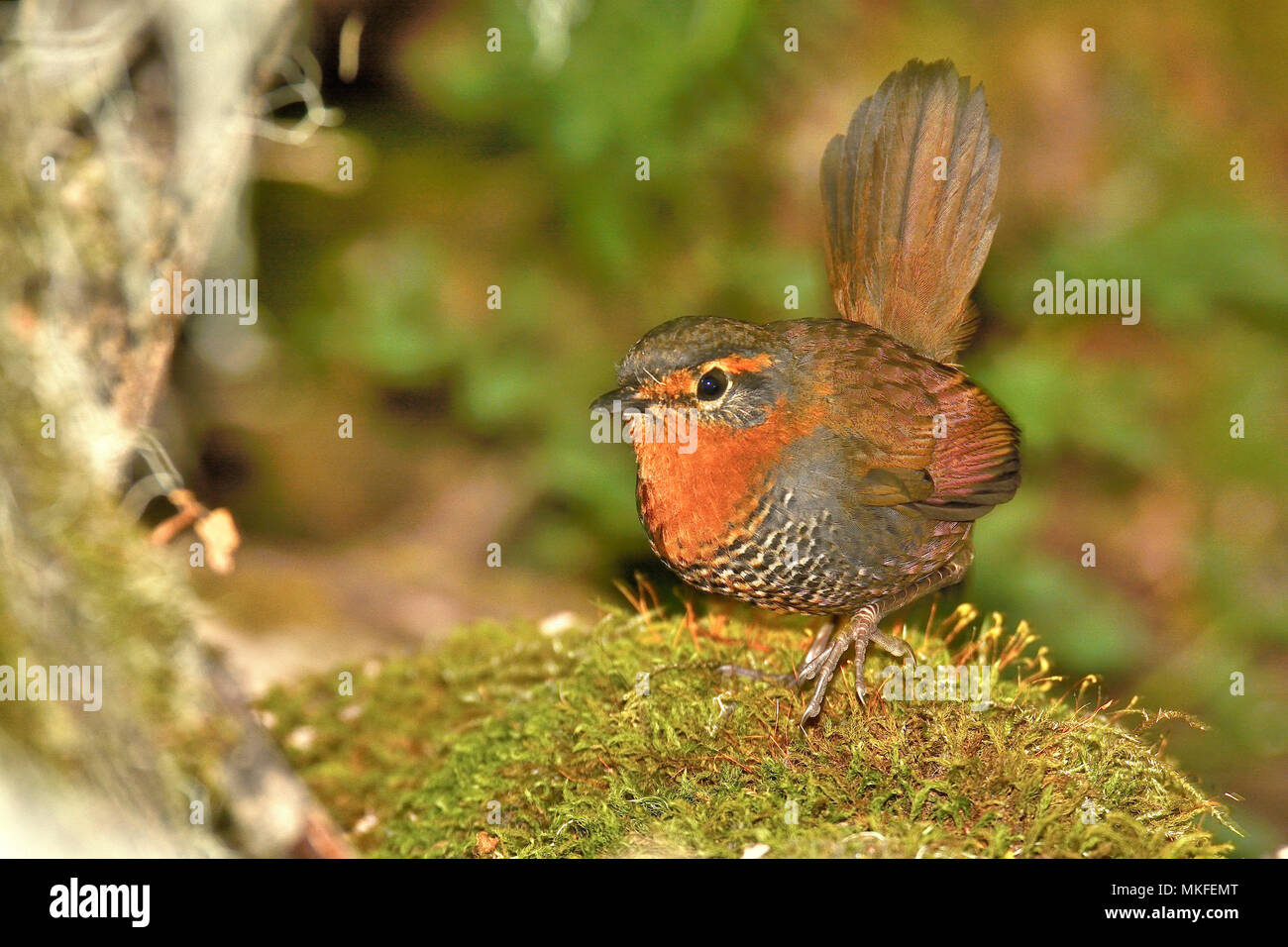 Chucao tapaculo scelorchilus rubecula hi-res stock photography and images - Alamy