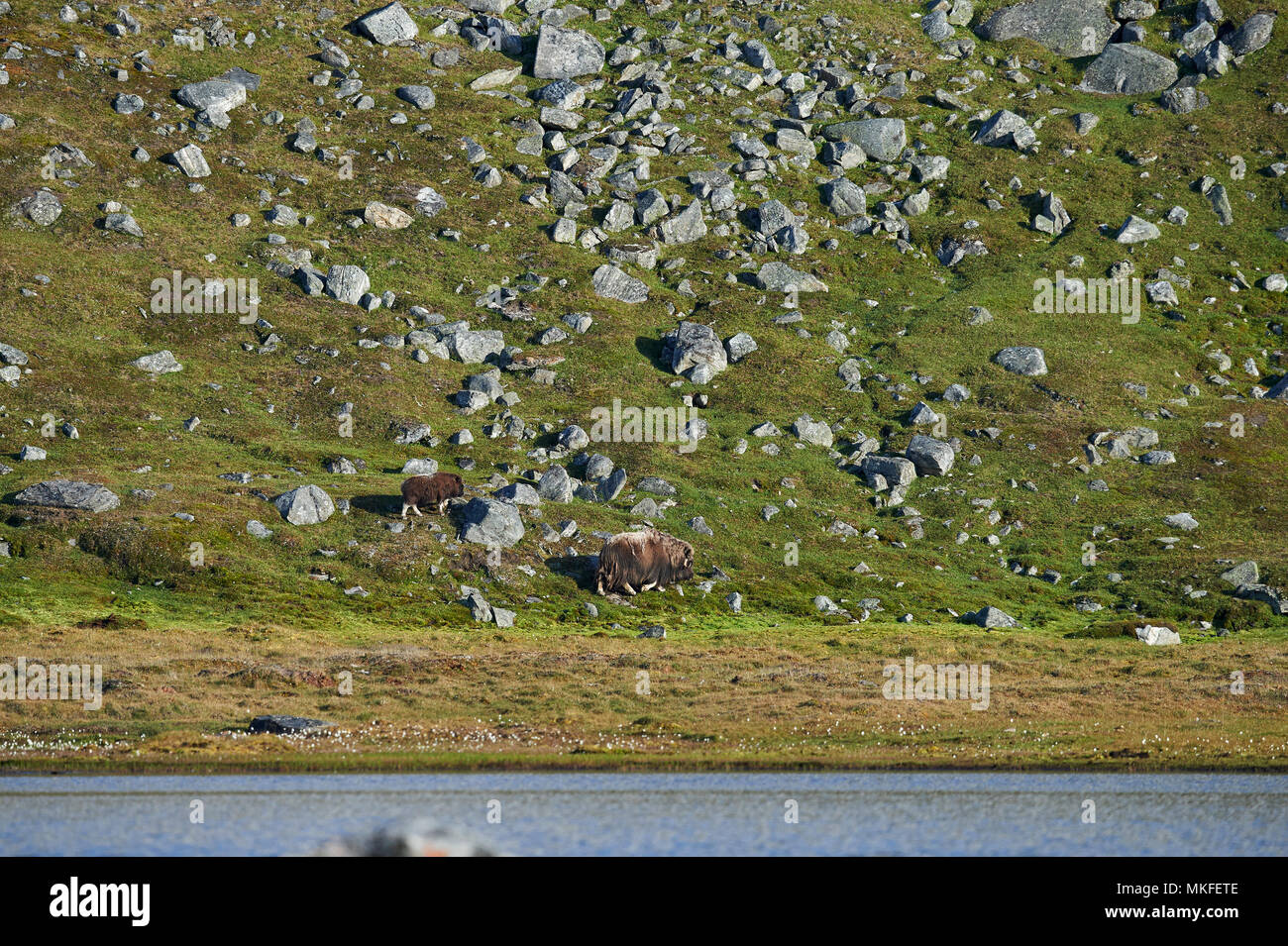 Muskox (Ovibos moschatus) on a slope, Quebec-Labrador Peninsula, Canada ...