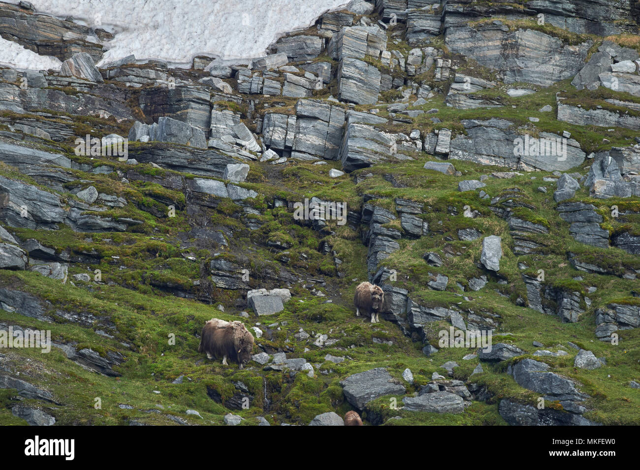 Muskox (Ovibos moschatus) on a slope, Quebec-Labrador Peninsula, Canada ...