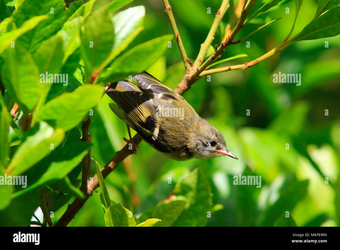 Firecrest madeira hi-res stock photography and images - Alamy