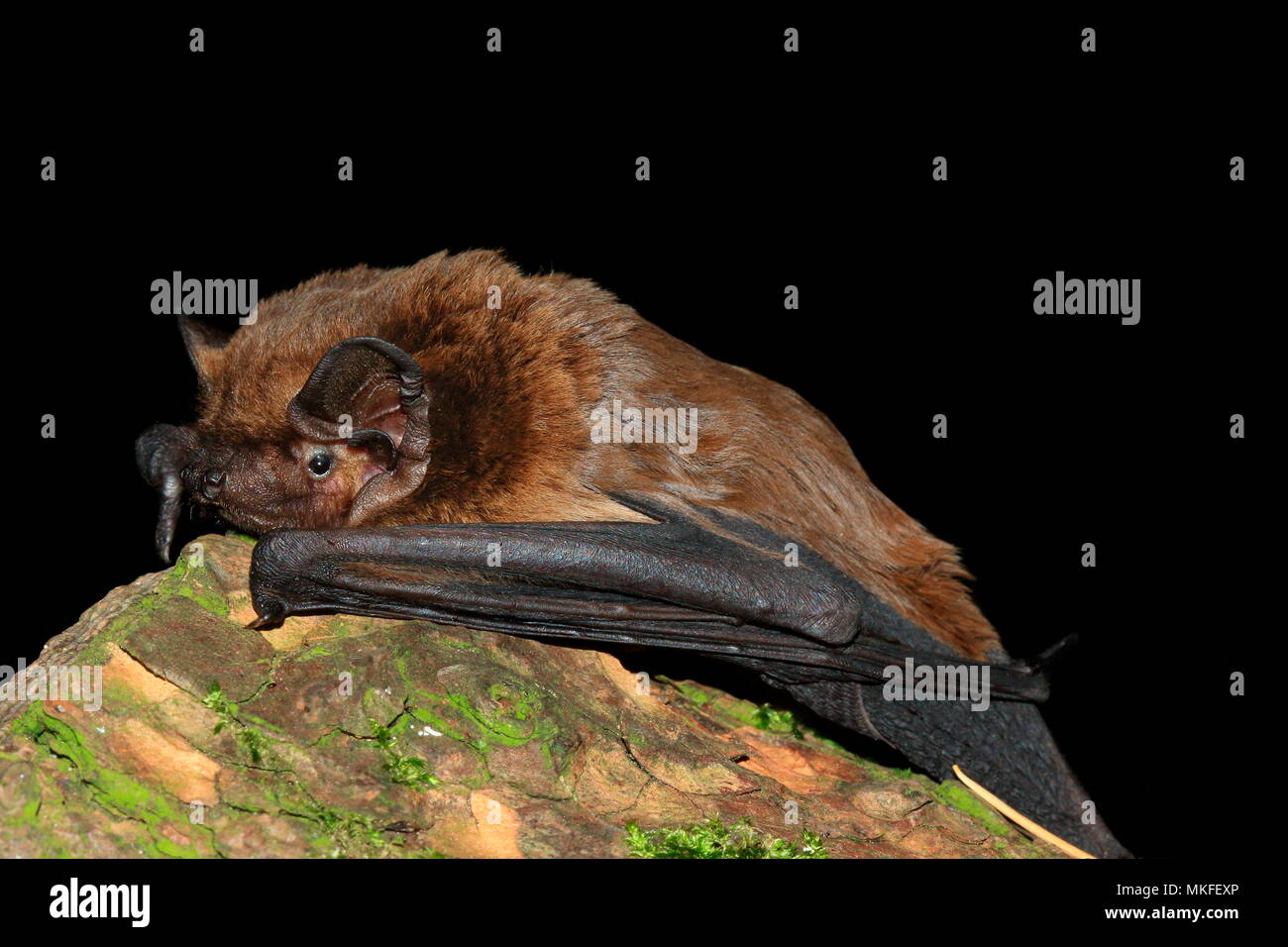 Lesser Noctule (Nyctalus leisleri) laid down, France Stock Photo - Alamy