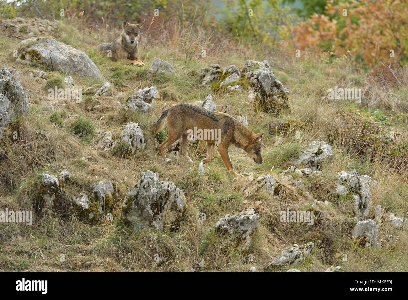 Italian Wolves (Canis lupus italicus) on a slope, Abruzzo, Italy Stock ...