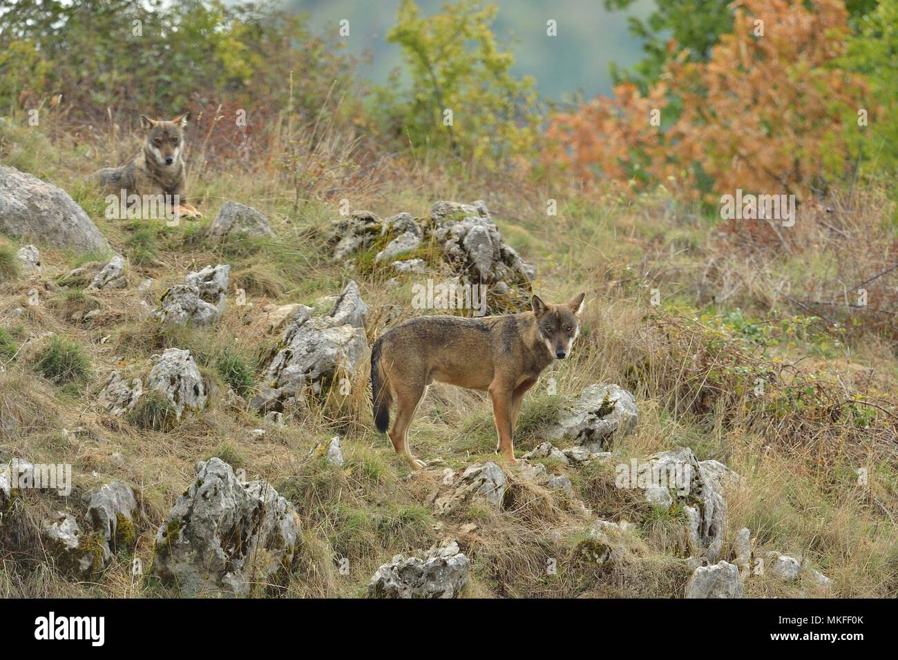 Italian Wolves (Canis lupus italicus) on a slope, Abruzzo, Italy Stock ...