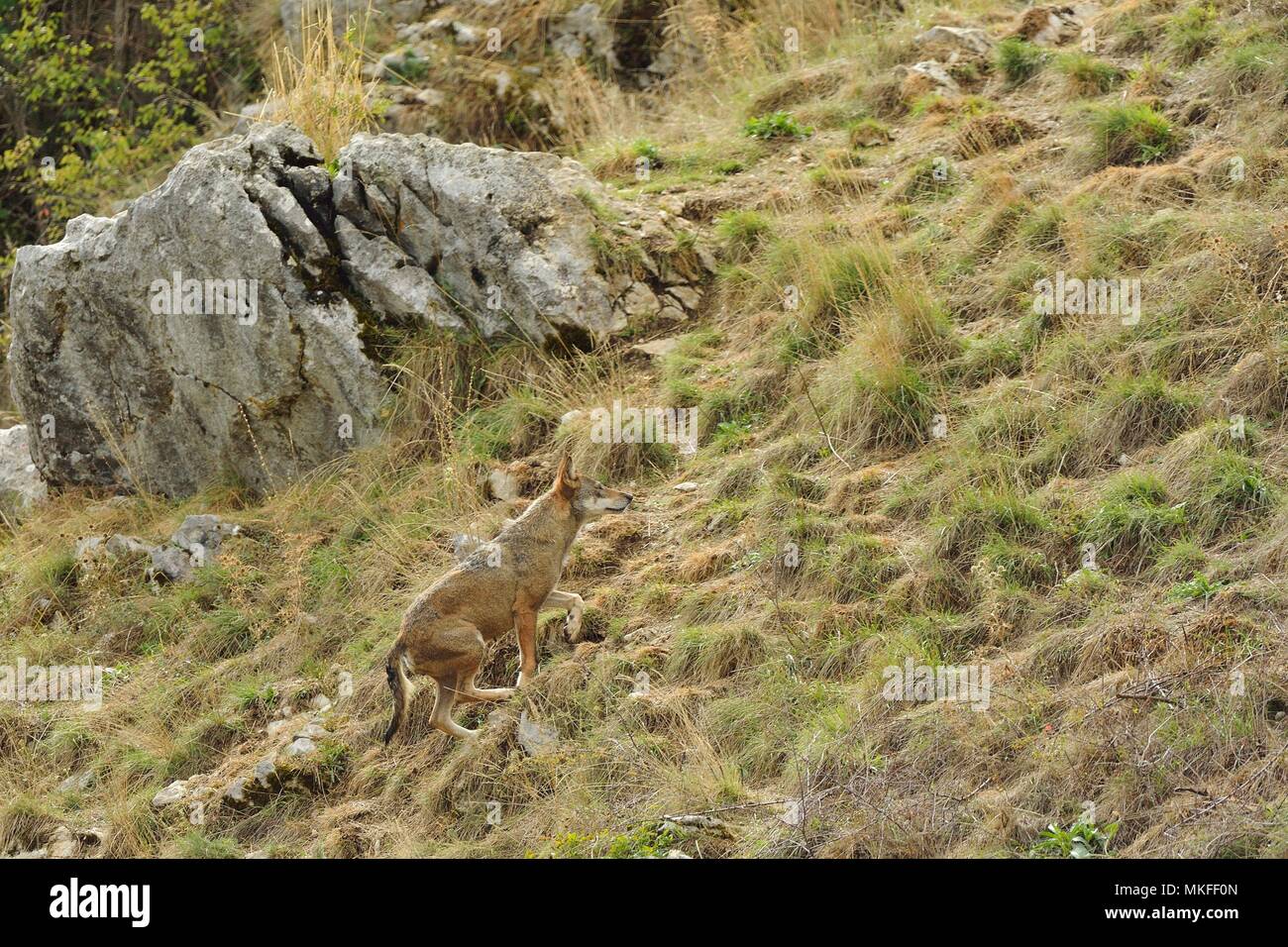 Italian Wolf (Canis lupus italicus) on a slope, Abruzzo, Italy Stock ...