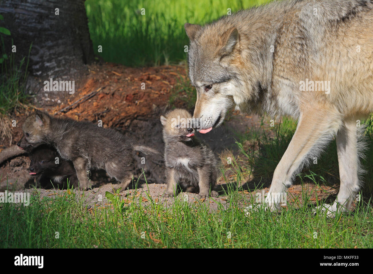 Red wolf cubs hi-res stock photography and images - Alamy