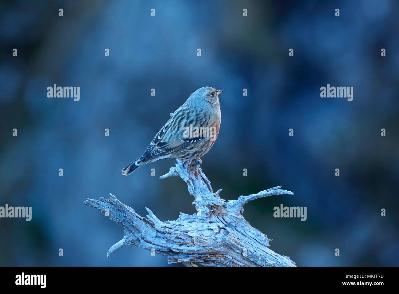 Alpine Accentor (Prunella collaris) on a branch, Interlaken ...