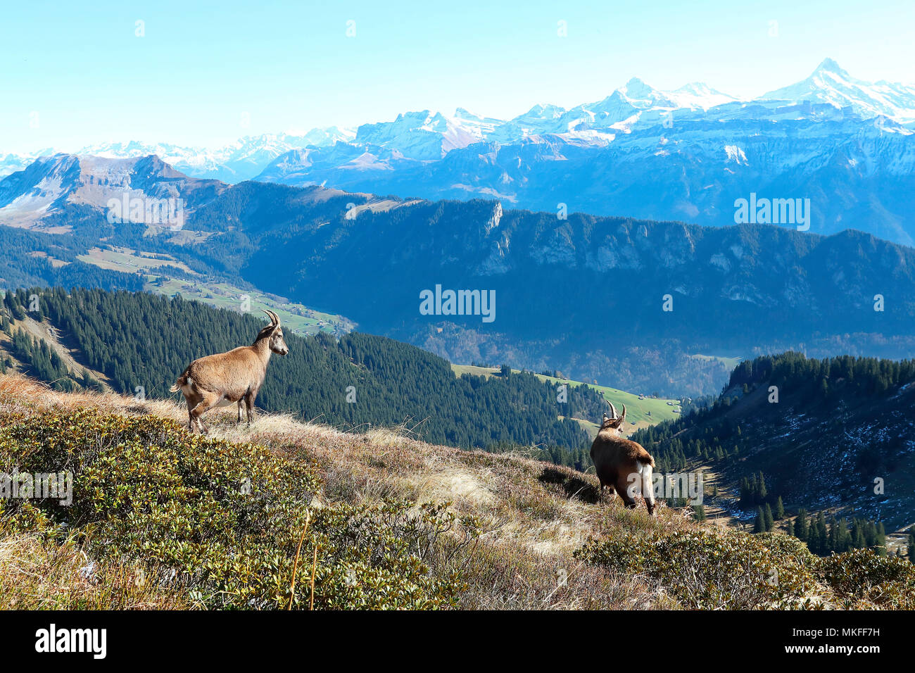 Two female Alpine Ibex (Capra ibex), Bernese Alps, Switzerland Stock ...