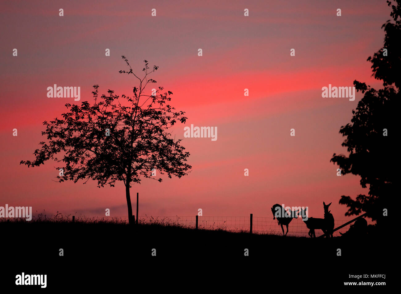 Deer jumping fence hi-res stock photography and images - Alamy