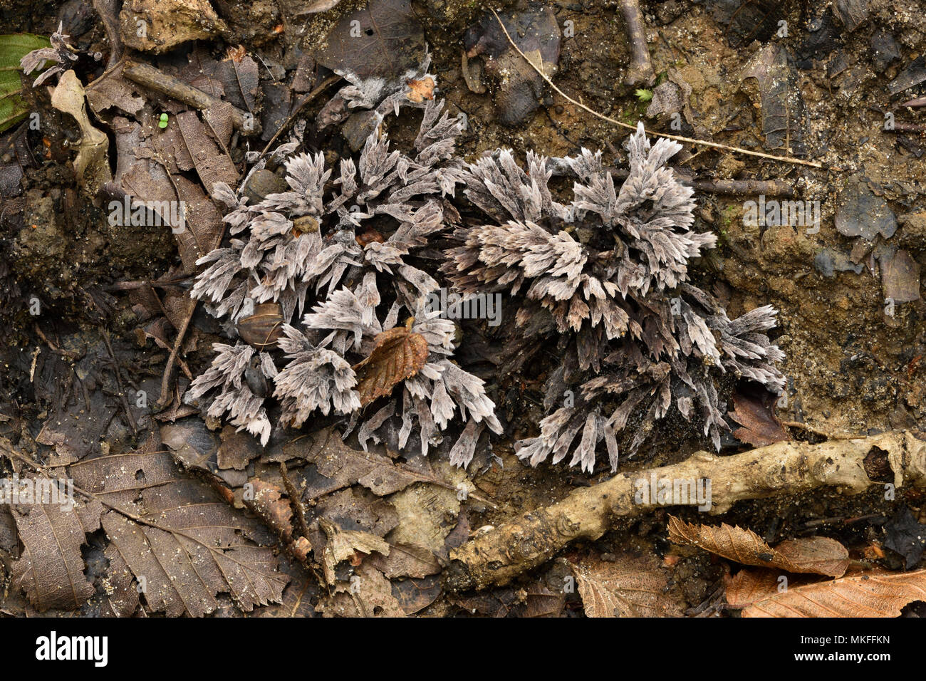 Thelephoraceae family hi-res stock photography and images - Alamy
